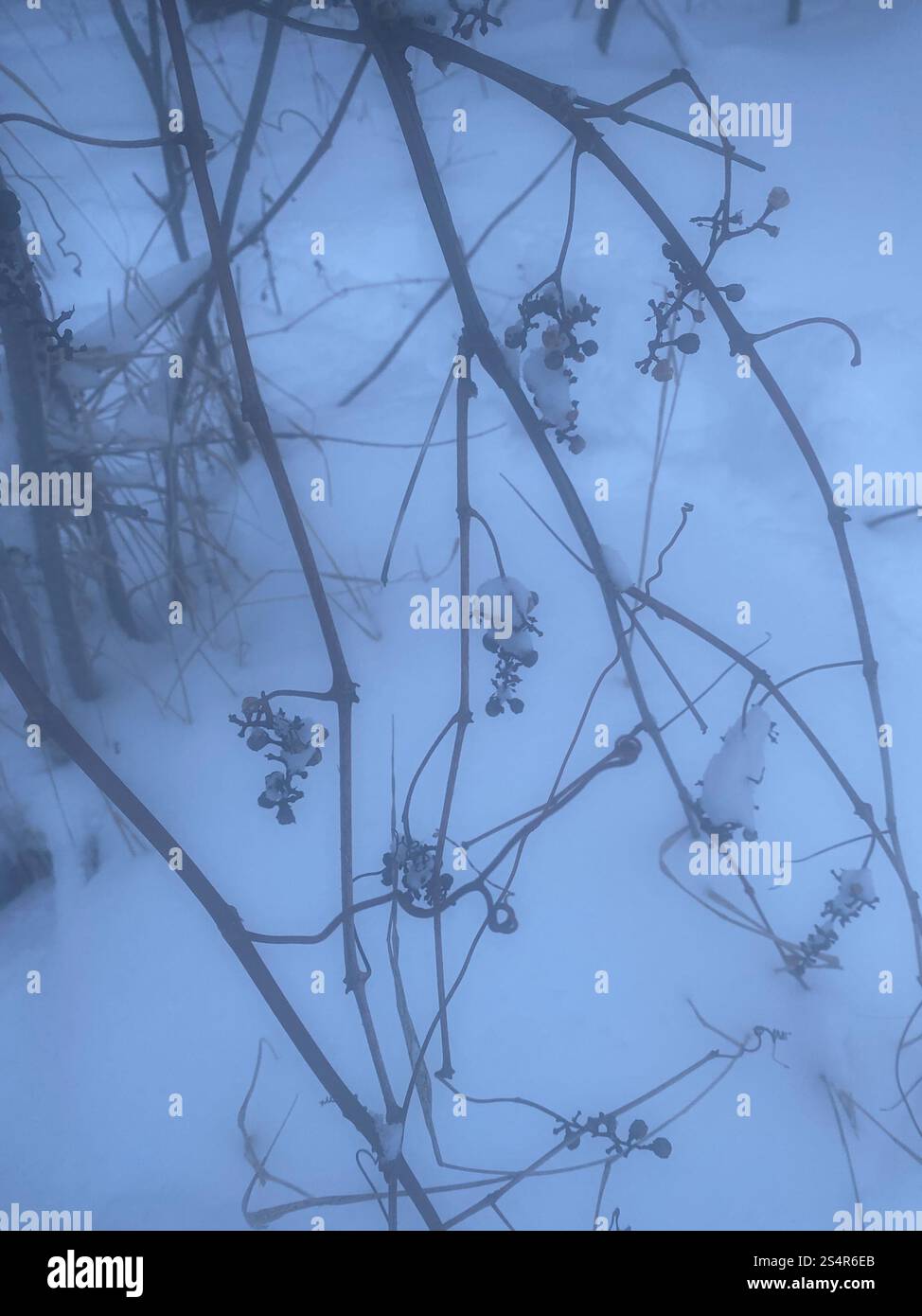 Apple Twig Borer (Amphicerus bicaudatus Stock Photo - Alamy