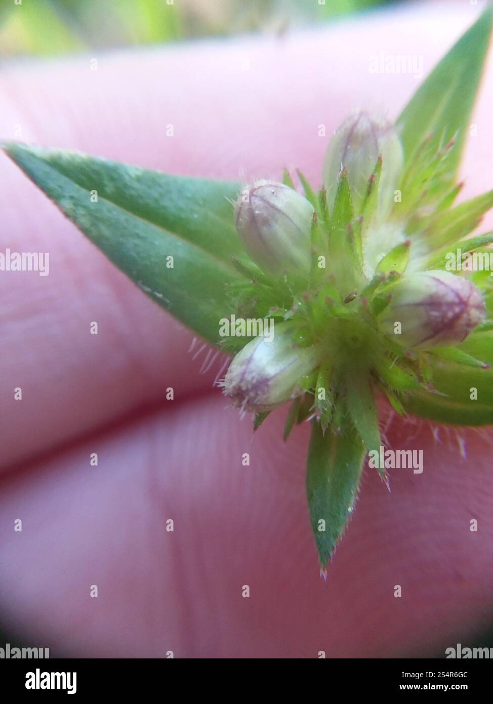 largeflower Mexican clover (Richardia grandiflora Stock Photo - Alamy