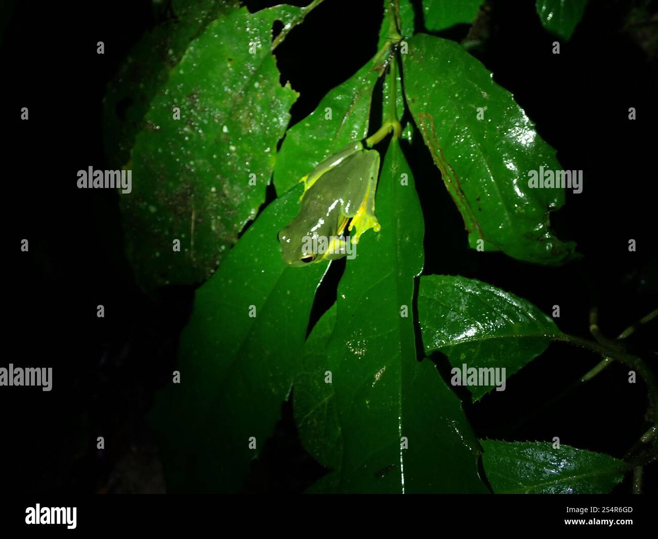 Orange-thighed Tree Frog (Ranoidea xanthomera Stock Photo - Alamy