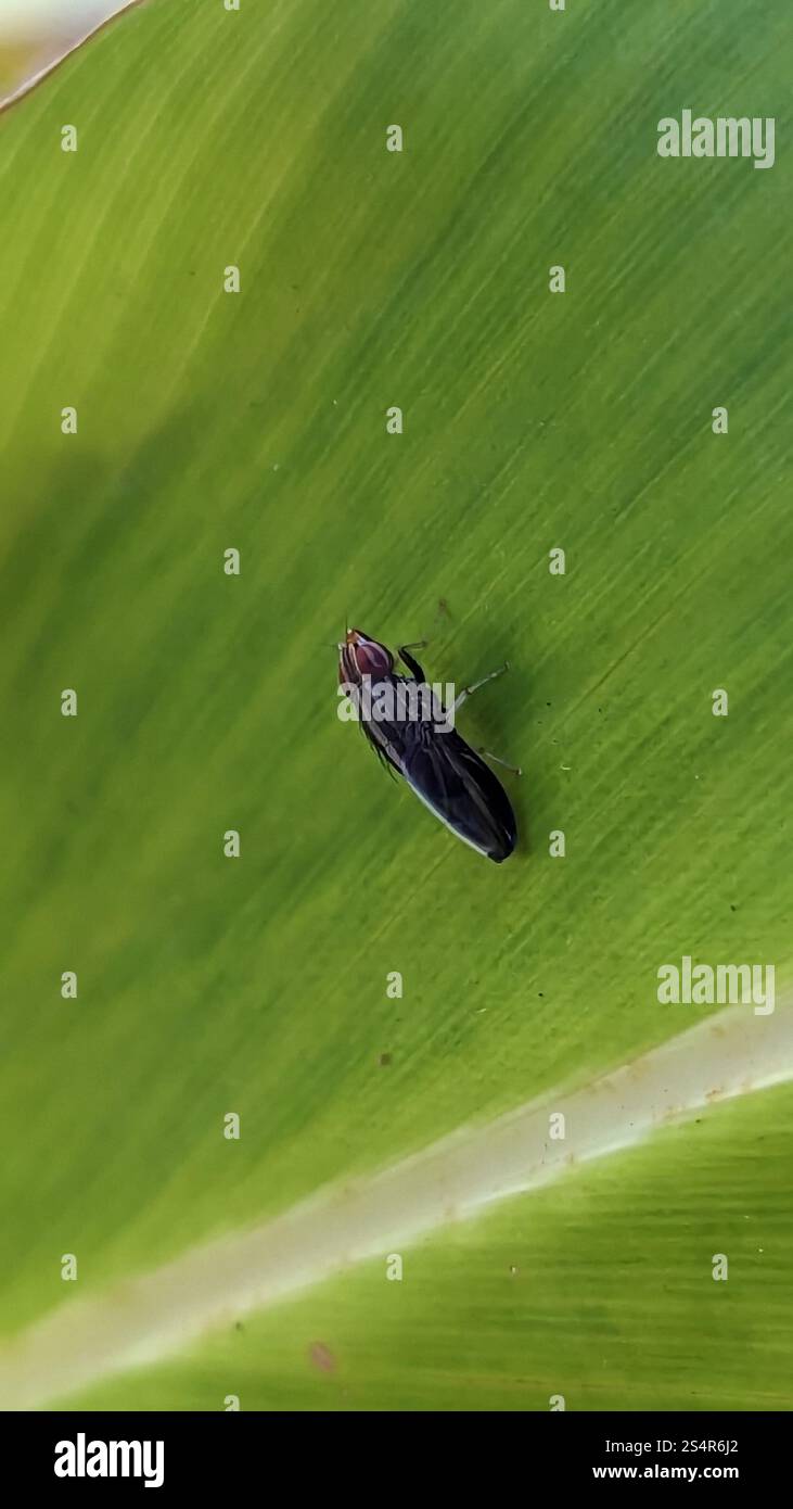 Treehopper Mimicking Fly (Cephaloconus cyprinus Stock Photo - Alamy