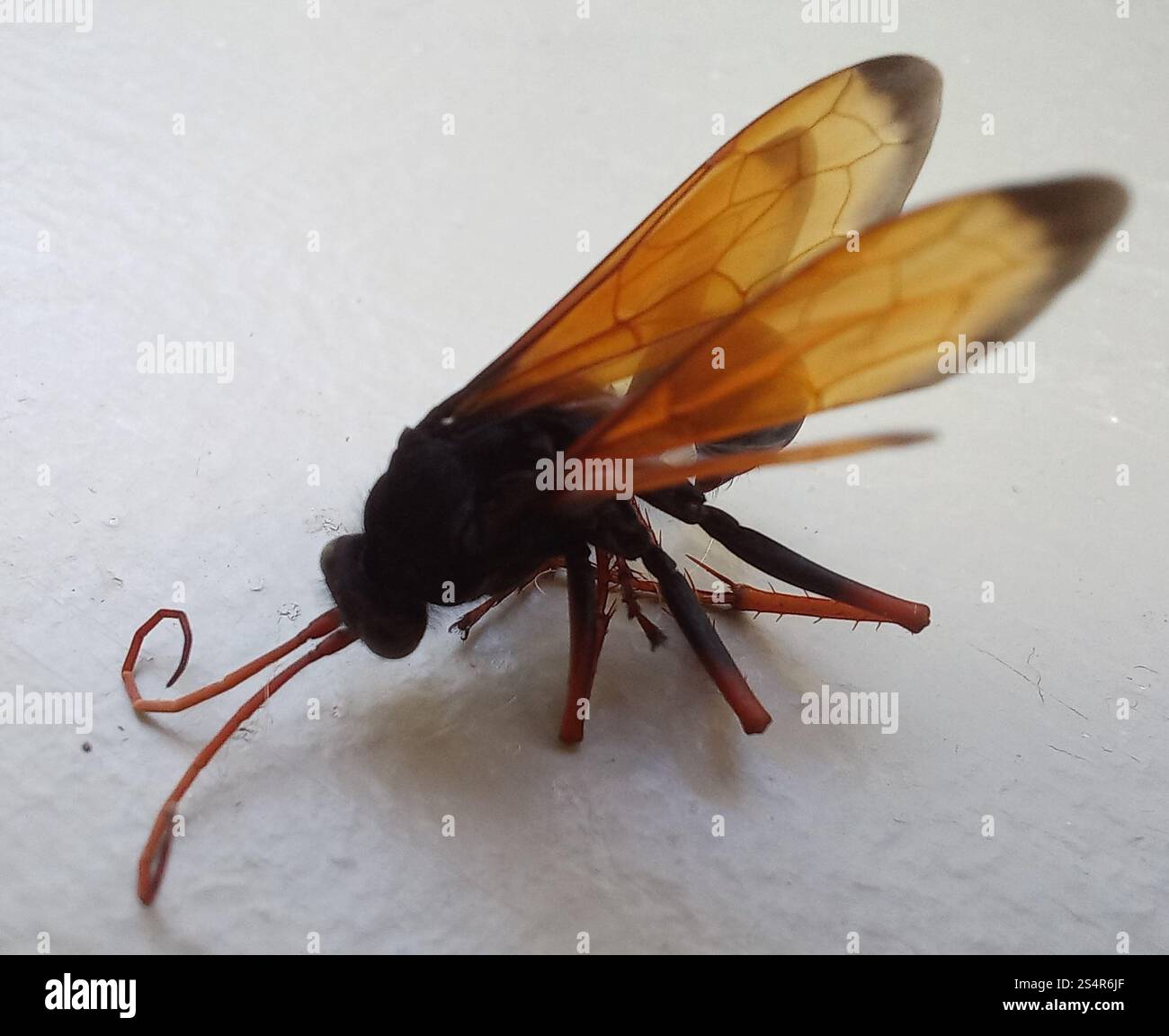 Tarantula-hawk Wasps and Allies (Pepsini Stock Photo - Alamy