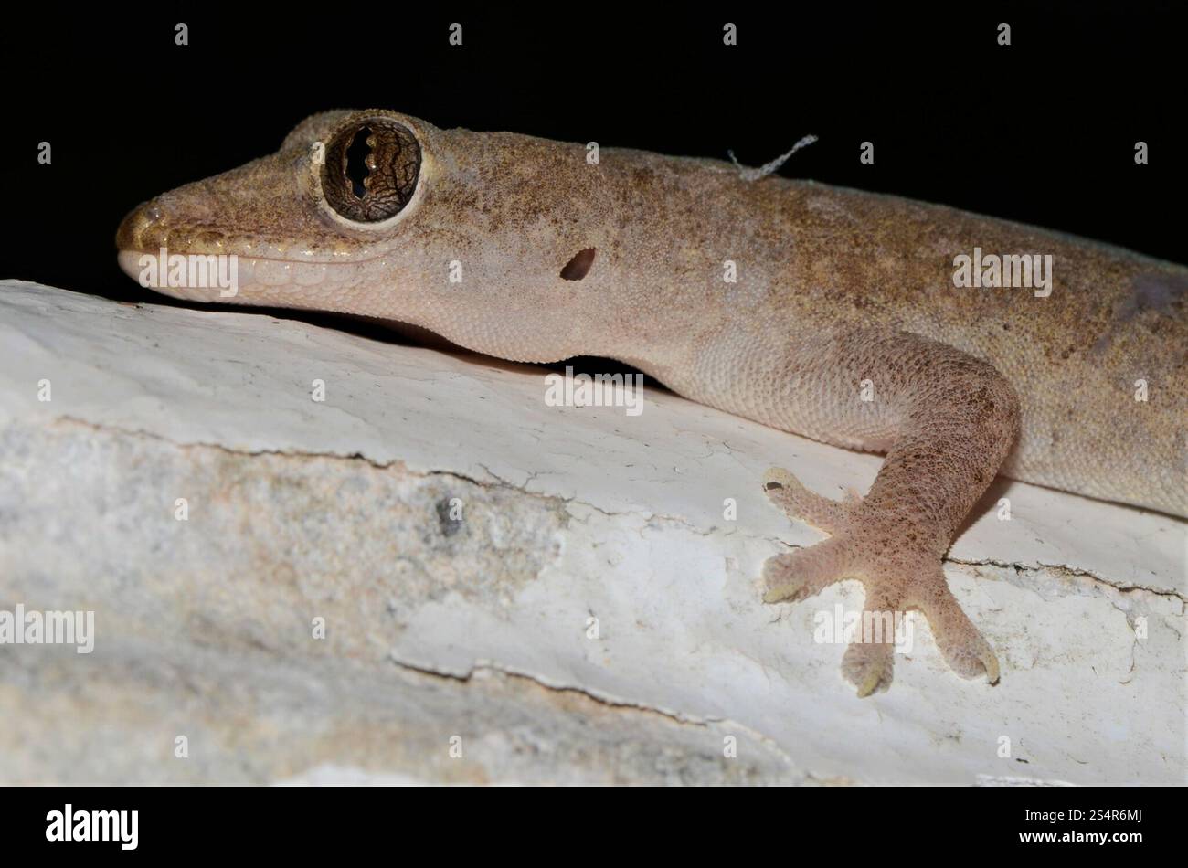 Asian House Gecko (Hemidactylus frenatus Stock Photo - Alamy