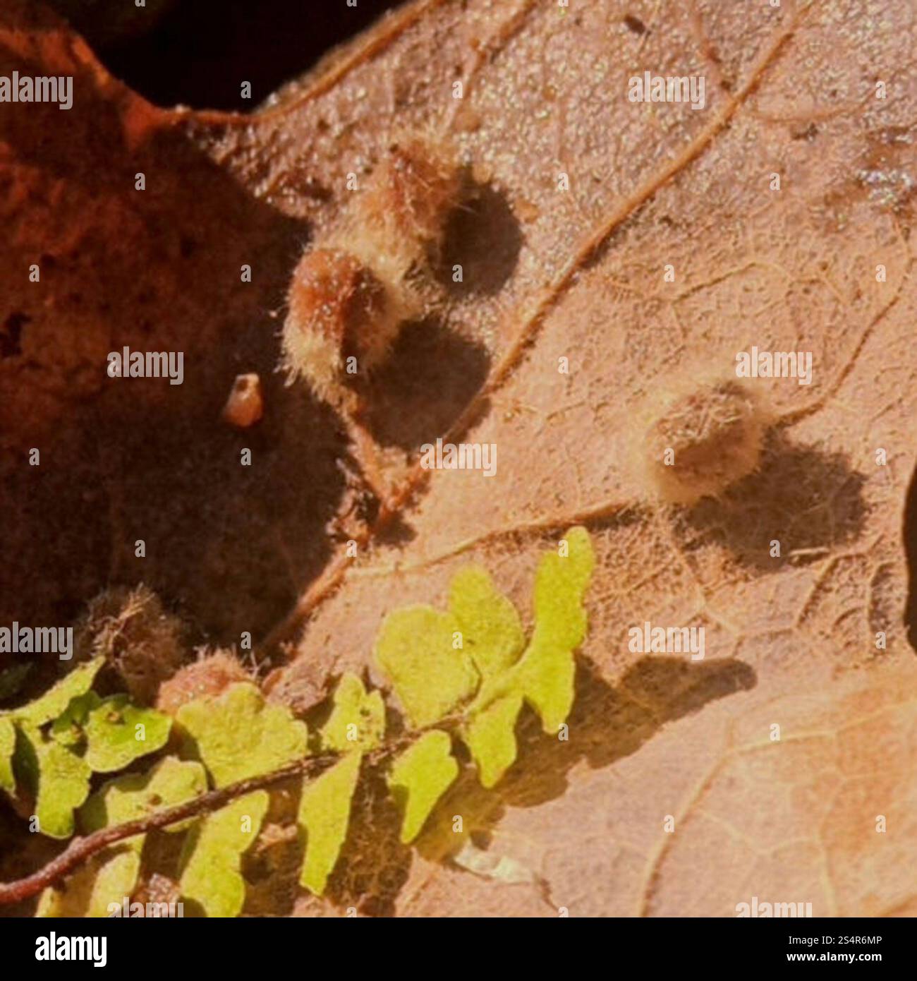 oak flake gall wasp (Neuroterus quercusverrucarum Stock Photo - Alamy