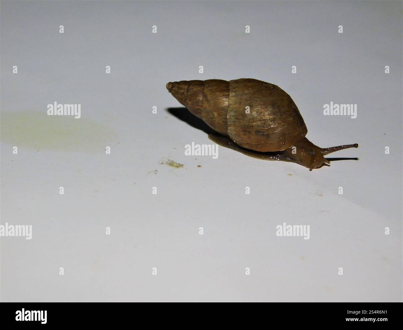Ghost Bulimulus (Bulimulus bonariensis Stock Photo - Alamy