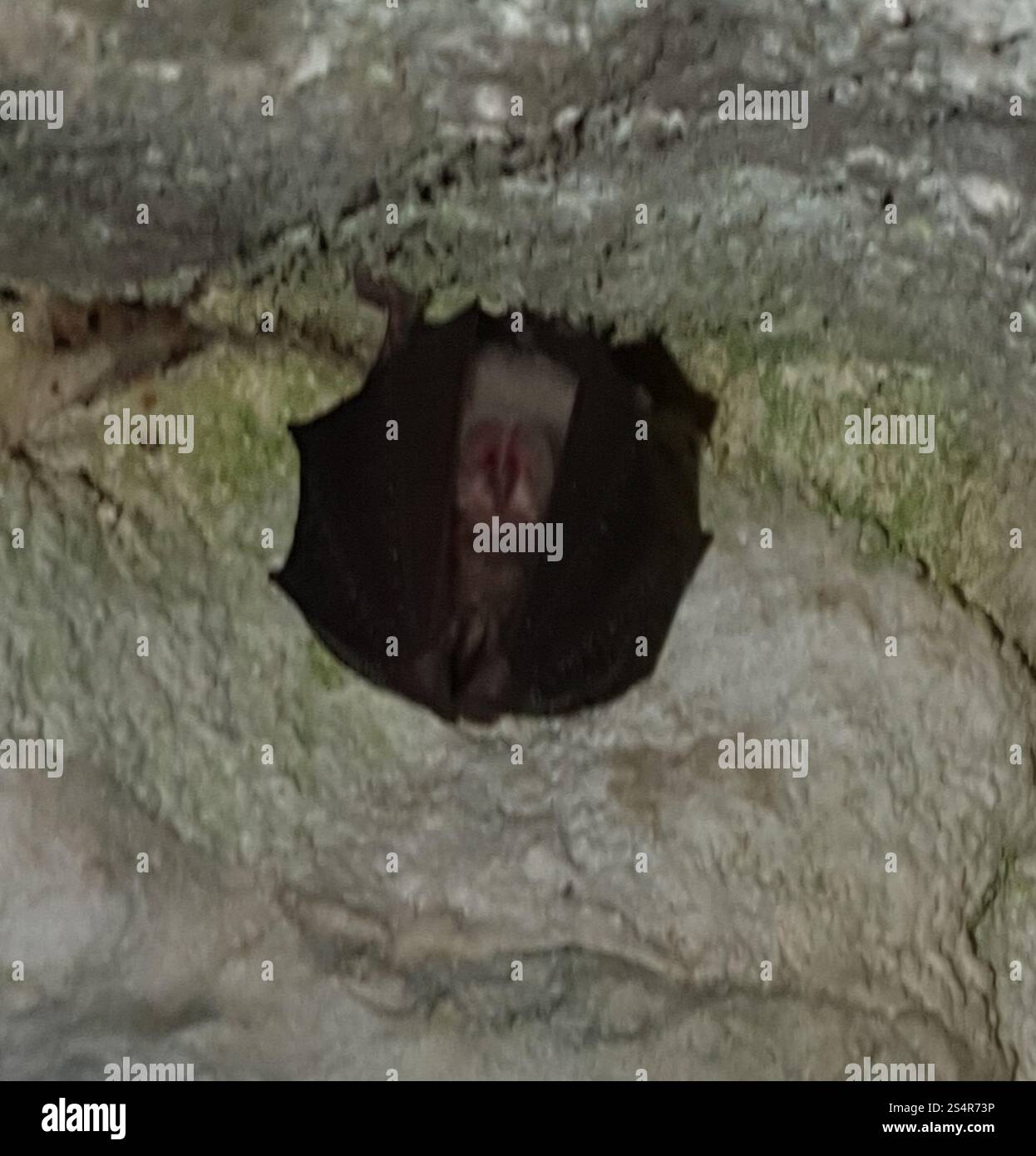 Lesser Horseshoe Bat (Rhinolophus hipposideros Stock Photo - Alamy