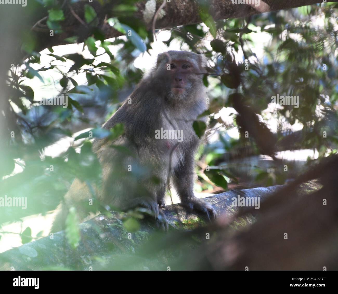 Formosan Rock Macaque (Macaca cyclopis Stock Photo - Alamy
