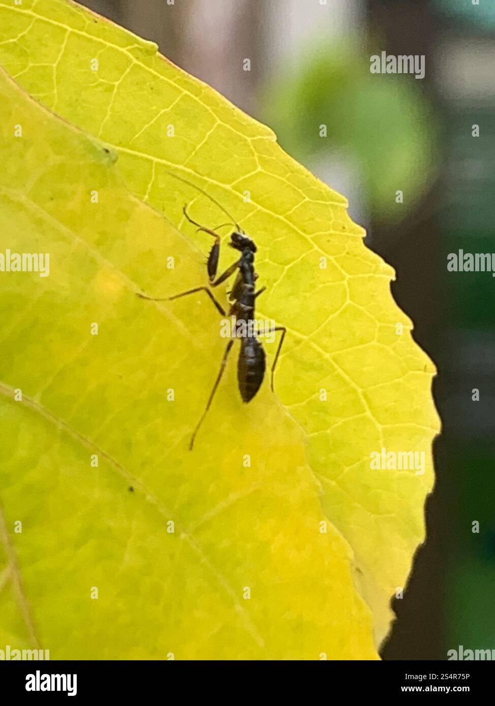 Asian Ant Mantis (Odontomantis planiceps Stock Photo - Alamy