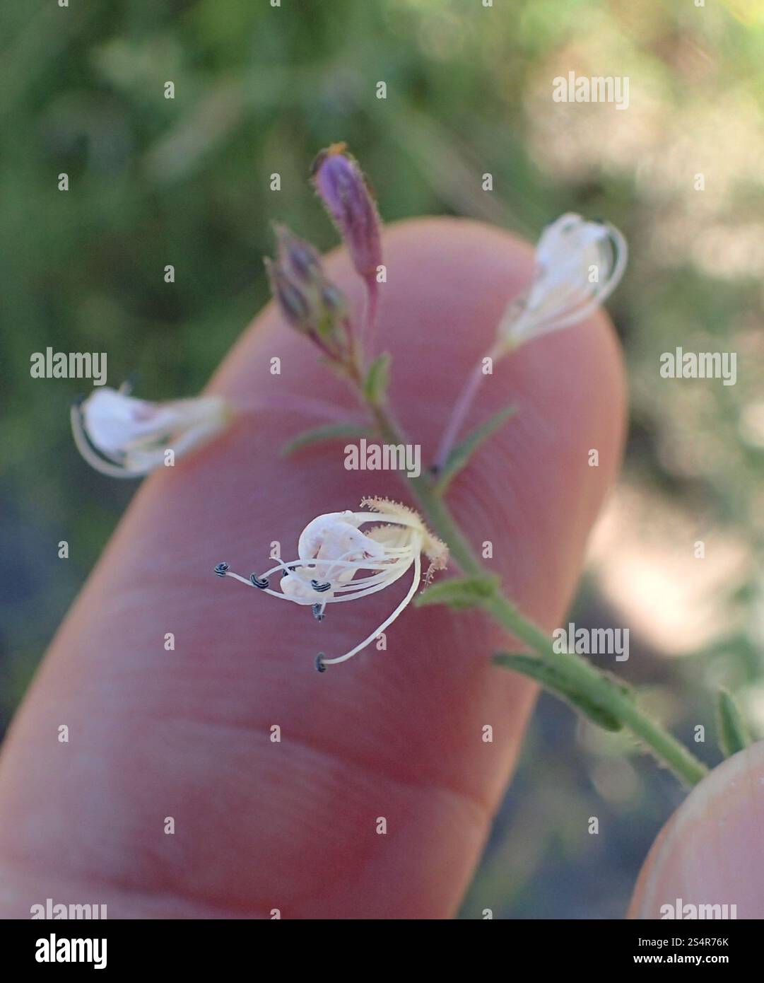Singleleaf Spindlepod (Cleome monophylla Stock Photo - Alamy
