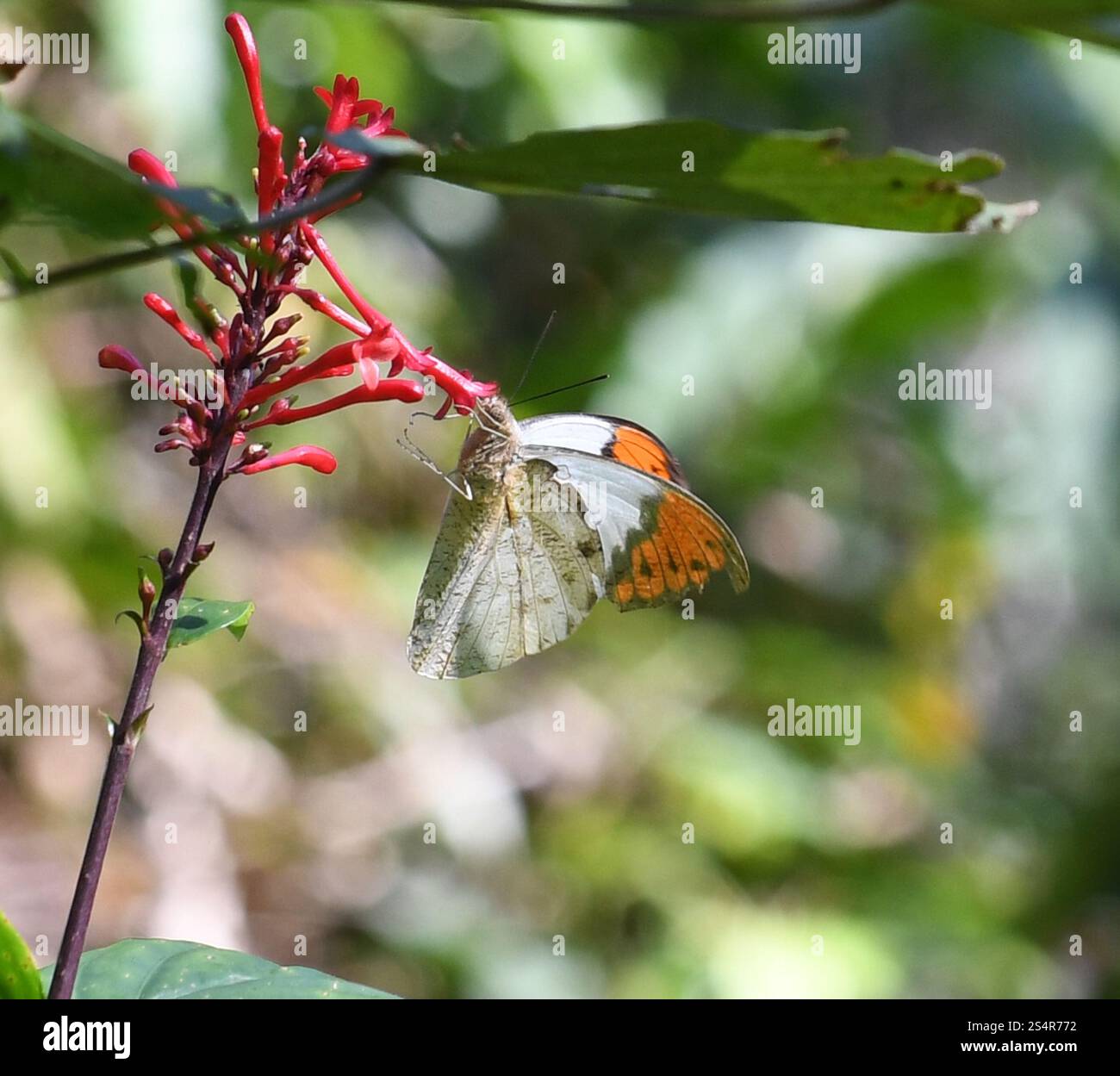Great Orange Tip (Hebomoia glaucippe Stock Photo - Alamy