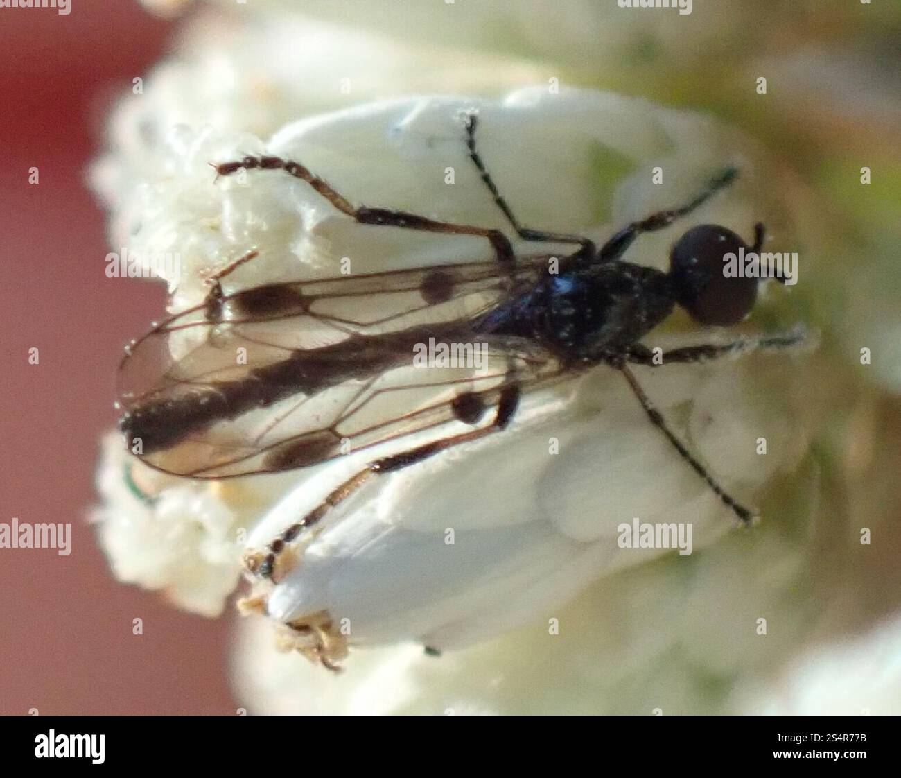 March Flies (Bibionidae Stock Photo - Alamy