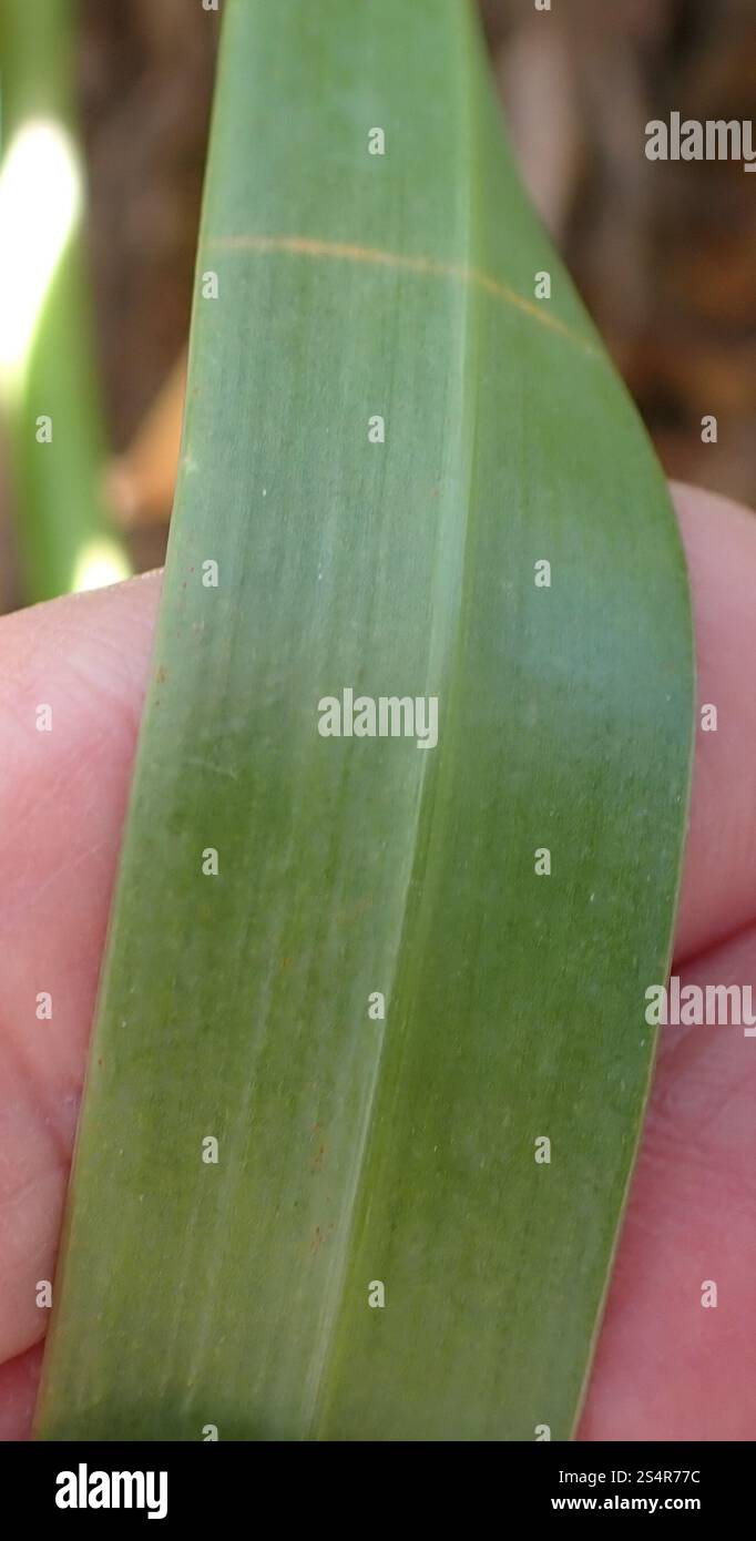 stem agapanthus (Agapanthus caulescens Stock Photo - Alamy