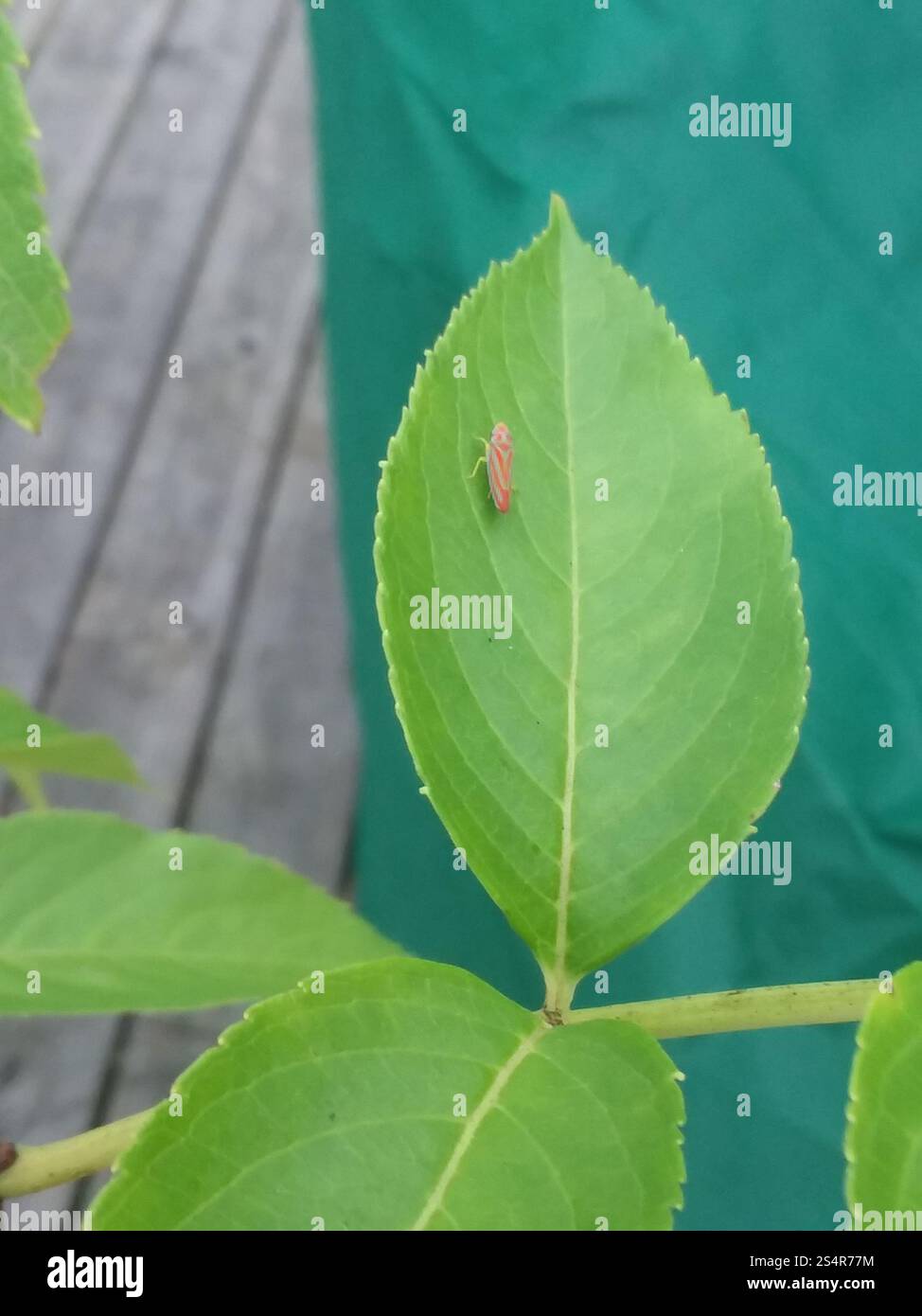 Red-banded Leafhopper (Graphocephala coccinea Stock Photo - Alamy