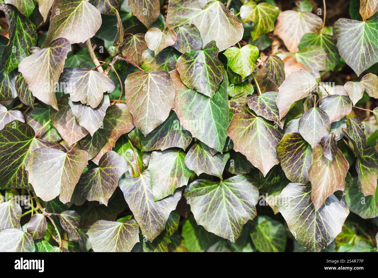 natural background from ivy leaves in spring Stock Photo - Alamy