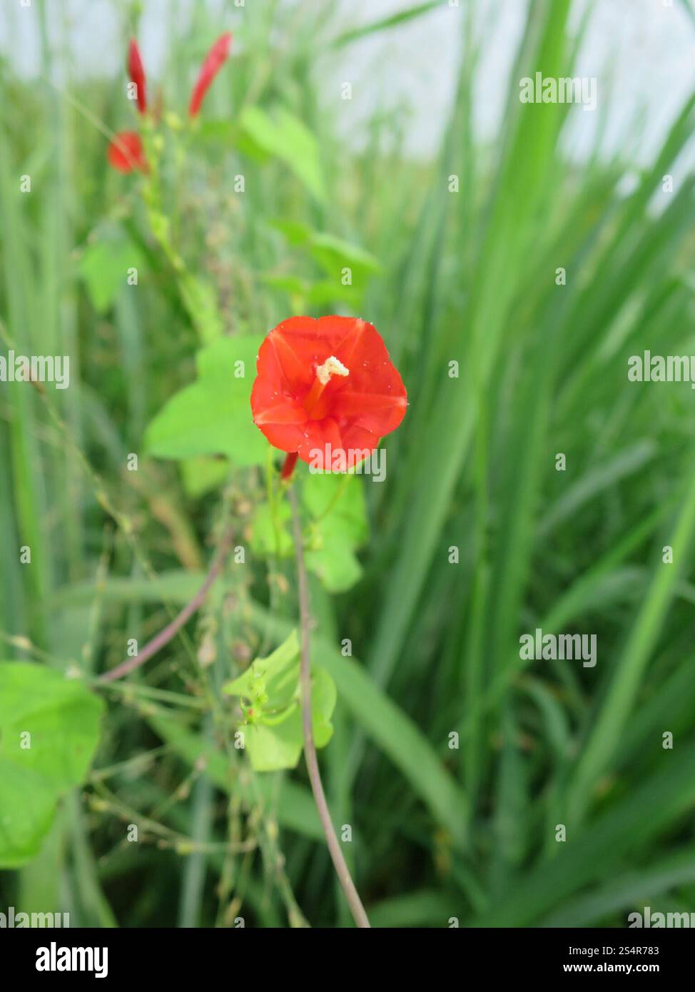 scarlet creeper (Ipomoea hederifolia Stock Photo - Alamy