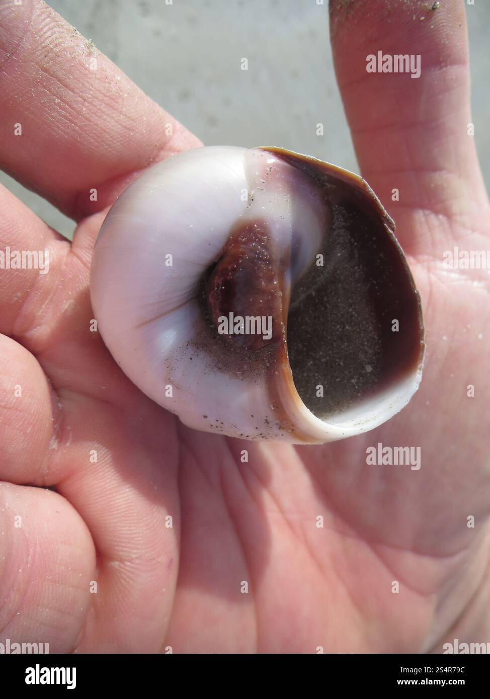 Shark Eye (Neverita duplicata Stock Photo - Alamy