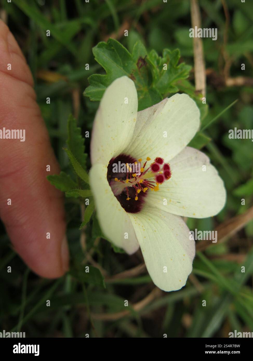 flower-of-an-hour (Hibiscus trionum Stock Photo - Alamy