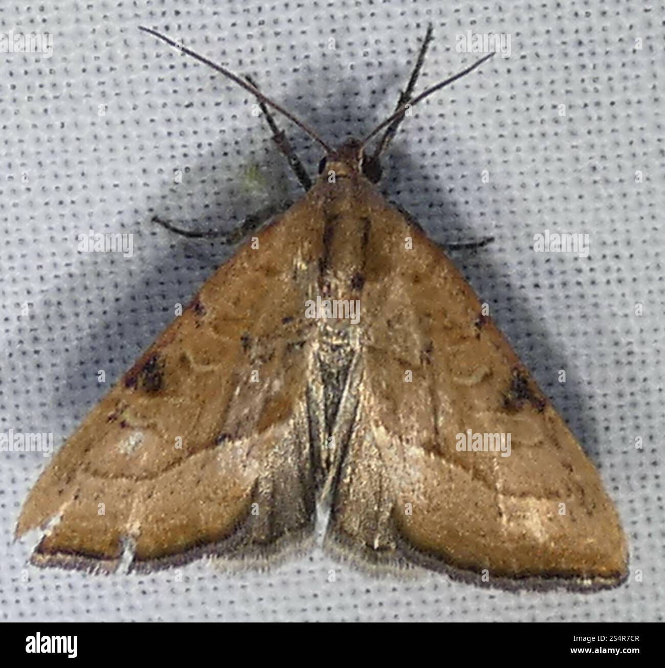 Wedgling Moth (Galgula partita Stock Photo - Alamy