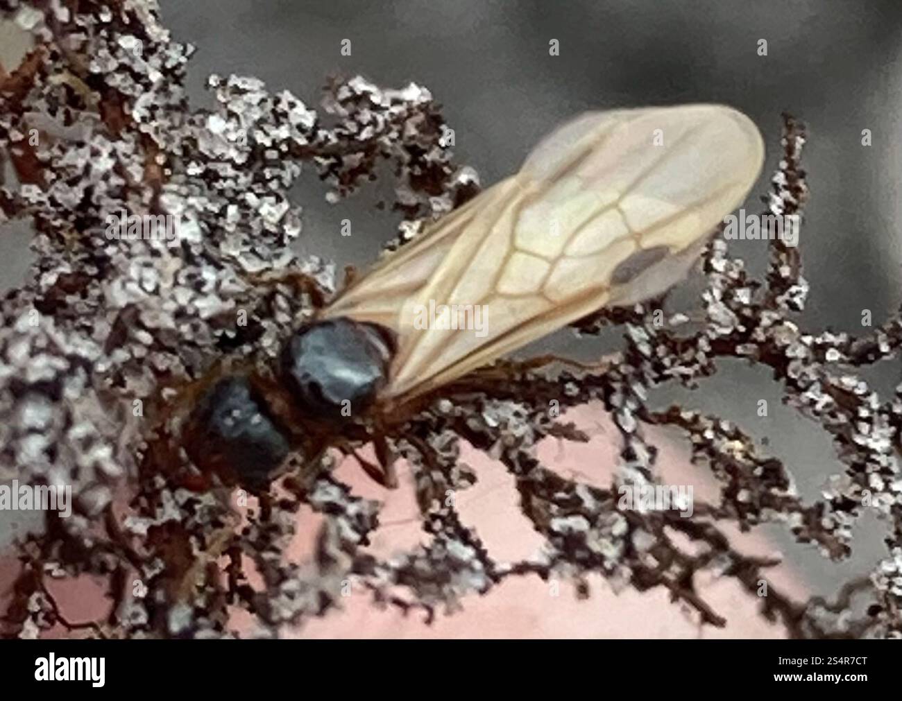 African Big-headed Ant (Pheidole megacephala Stock Photo - Alamy