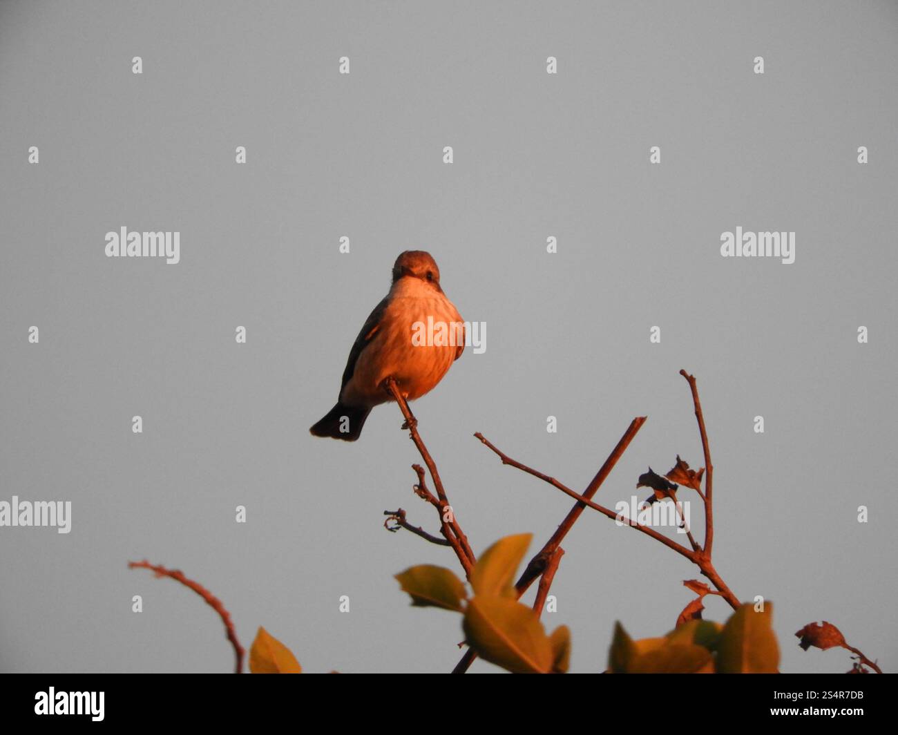 Vermilion Flycatcher (Pyrocephalus rubinus Stock Photo - Alamy