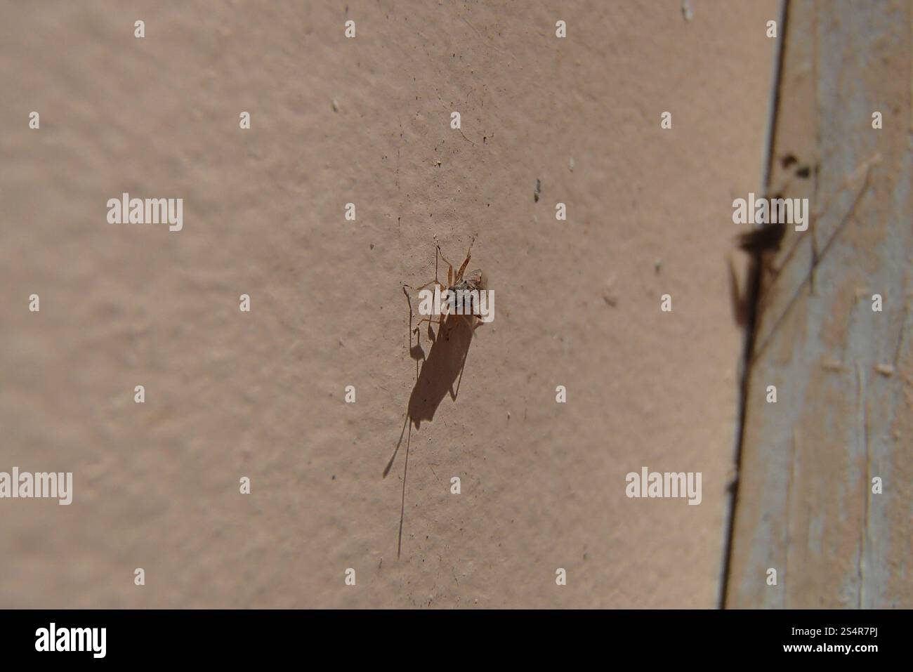 False chinch bugs (Nysius Stock Photo - Alamy
