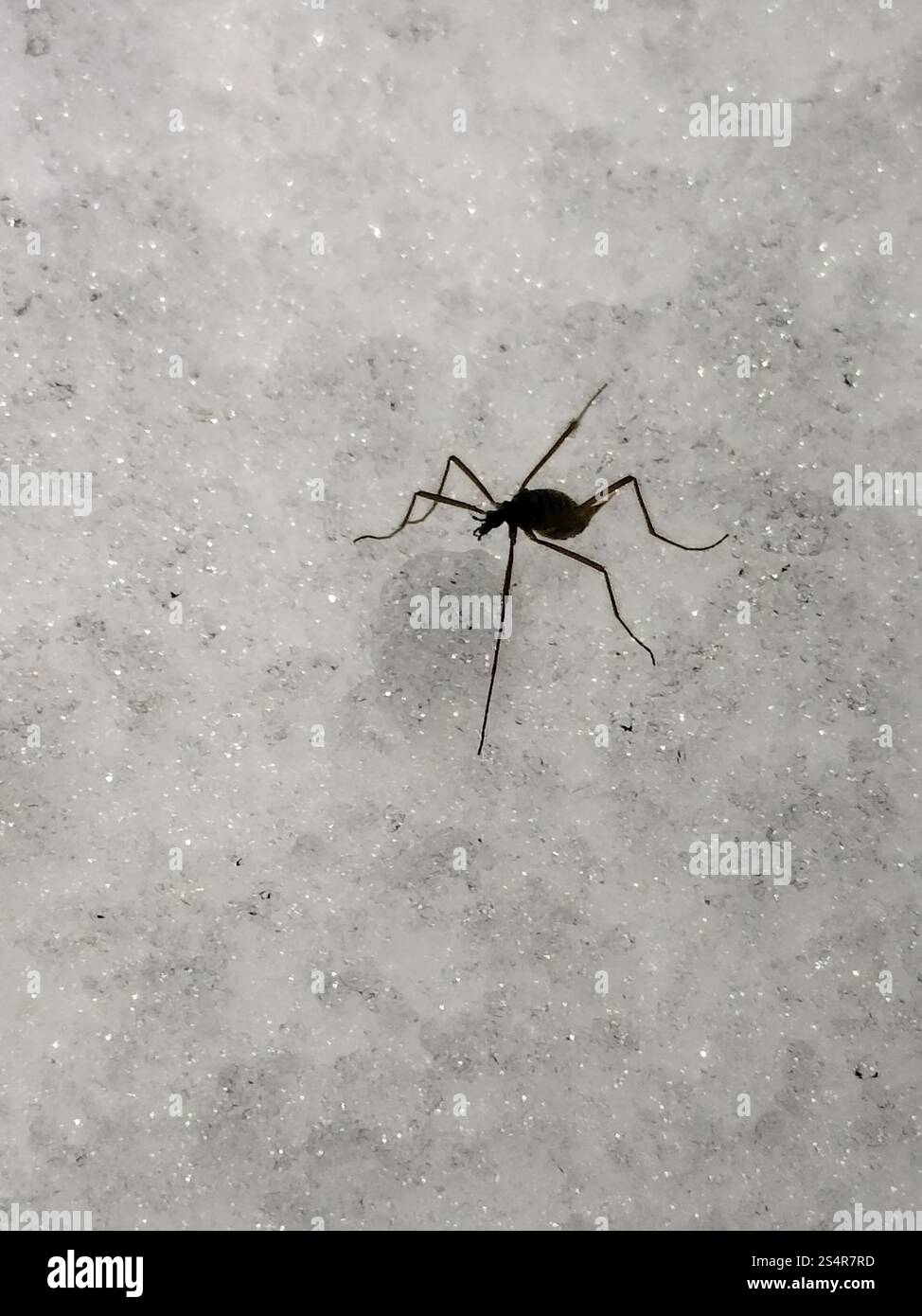 Snow Flies (Chionea Stock Photo - Alamy