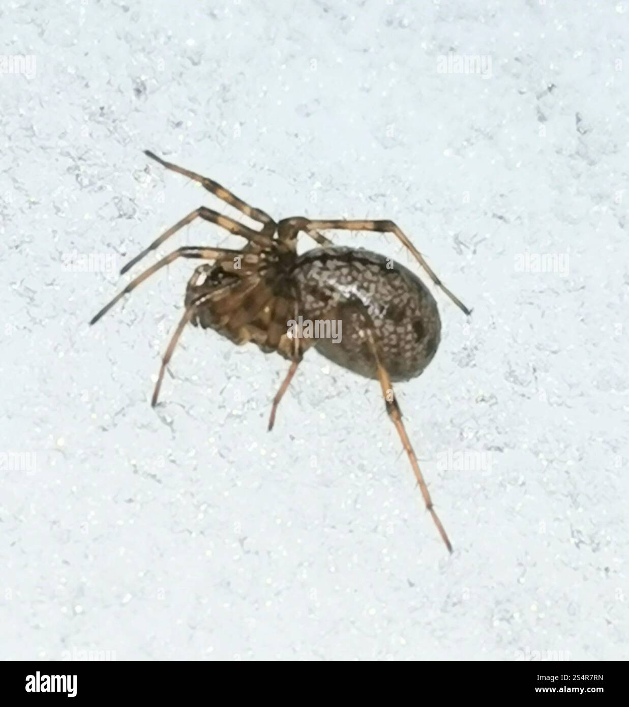 Horse-Head Spider (Stemonyphantes lineatus Stock Photo - Alamy