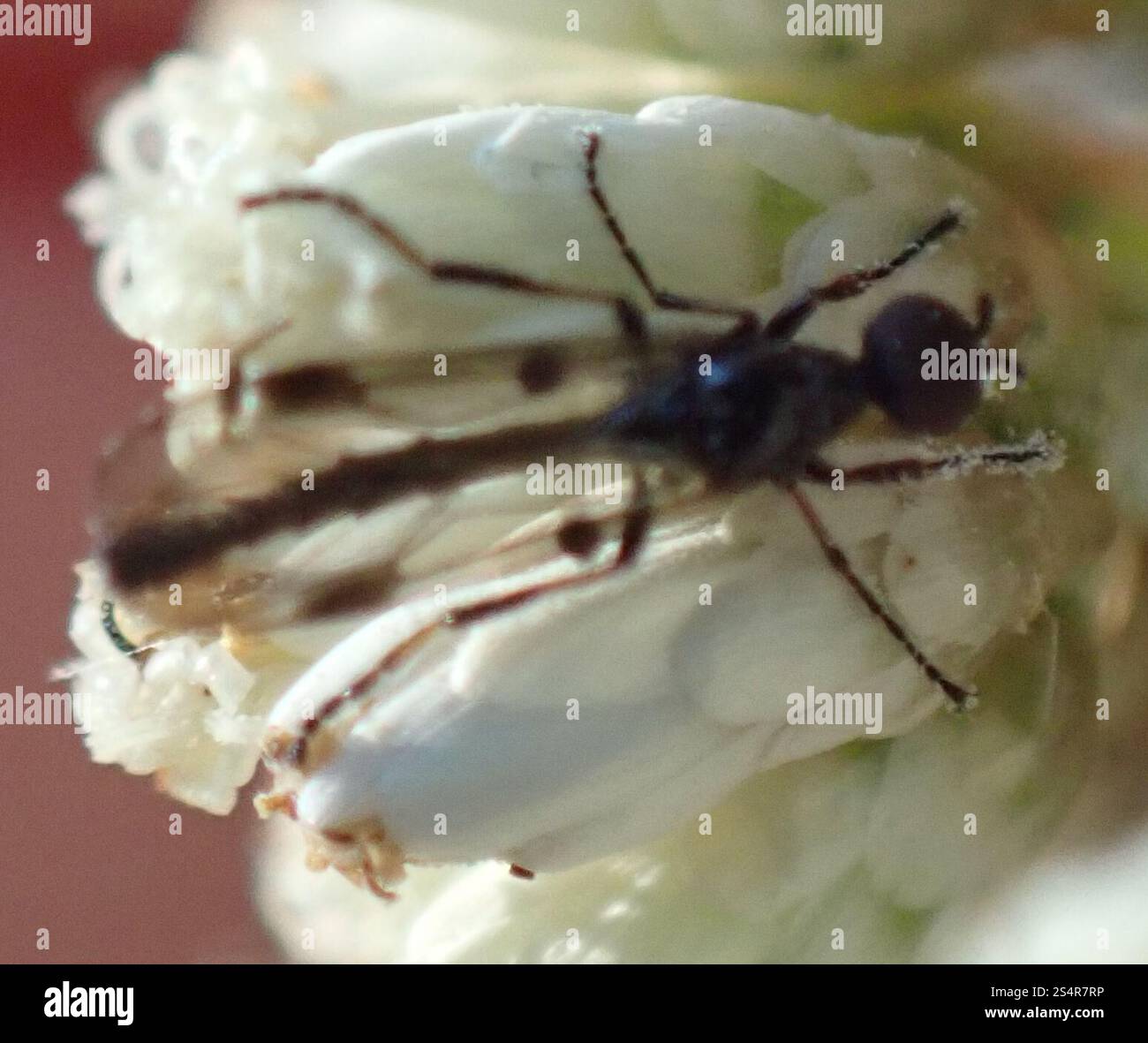 March Flies (Bibionidae Stock Photo - Alamy