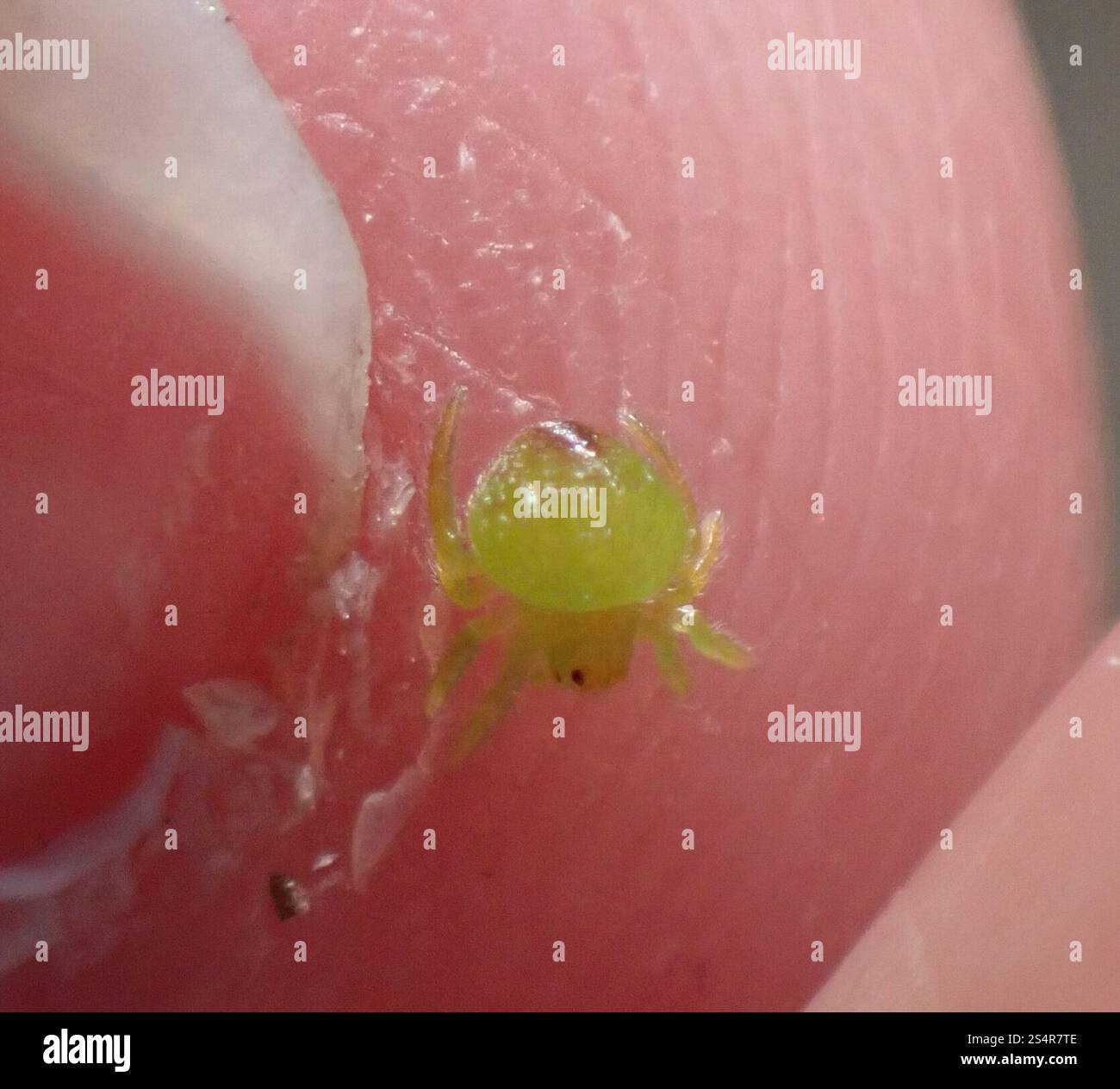 Wrap-around Spiders (Dolophones Stock Photo - Alamy