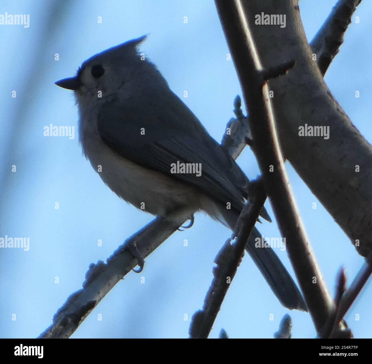 Tufted Titmouse (Baeolophus bicolor Stock Photo - Alamy