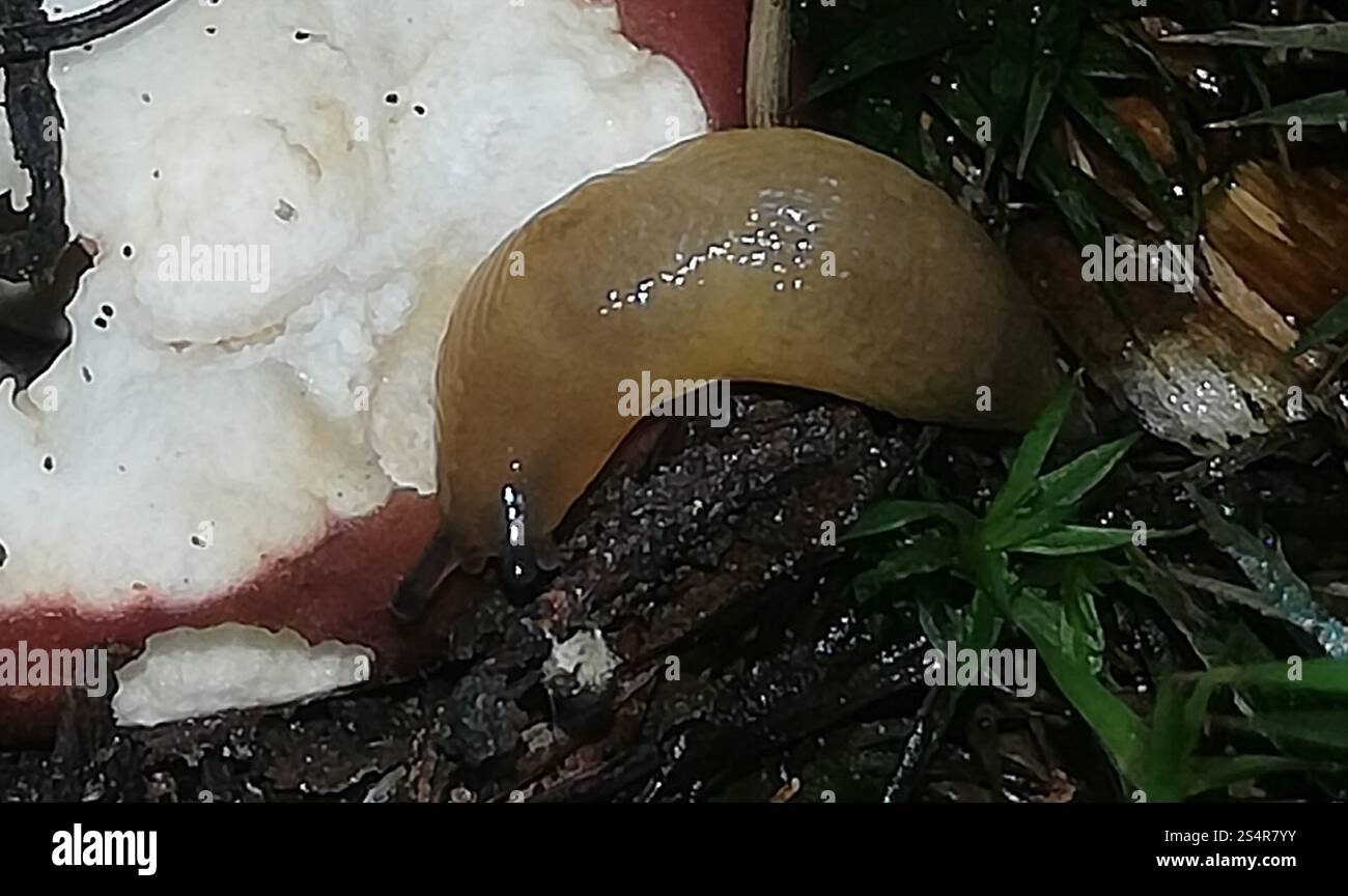 Lemon Slug (Malacolimax tenellus Stock Photo - Alamy
