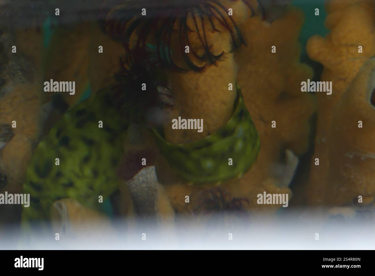 Penpoint Gunnel (Apodichthys flavidus Stock Photo - Alamy