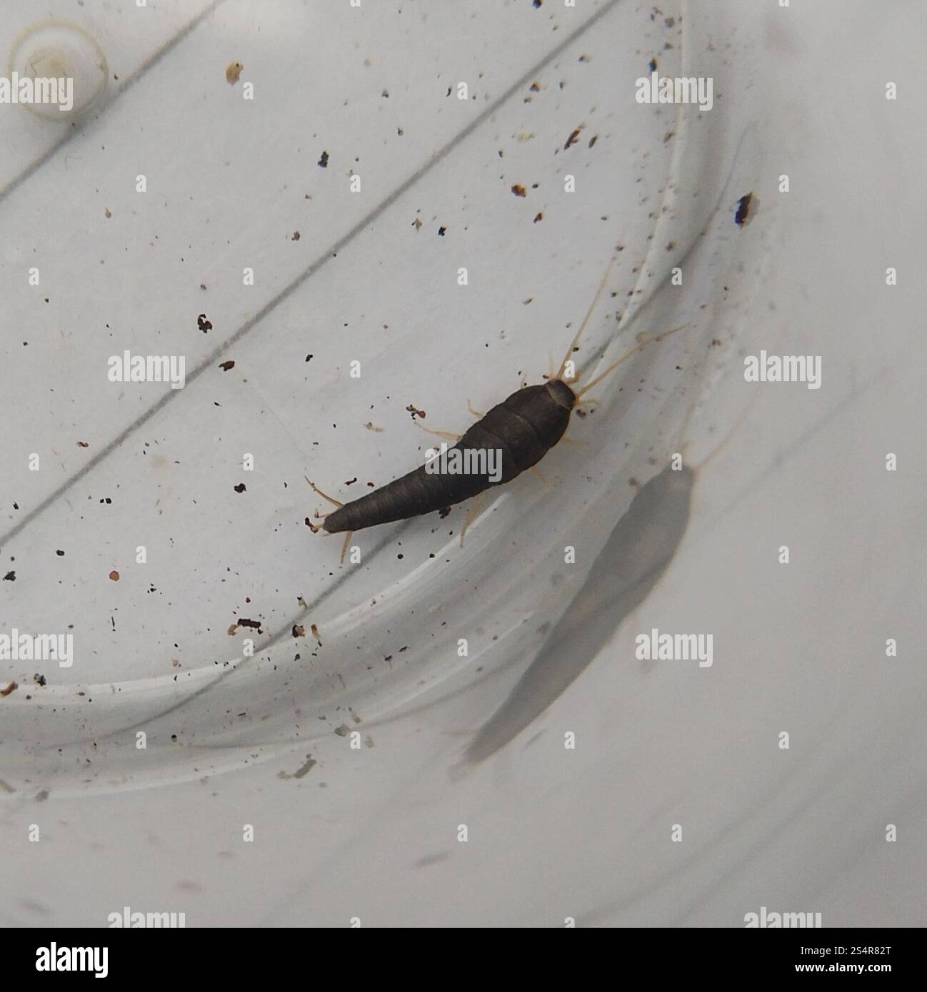 Common Silverfish (Lepisma saccharinum Stock Photo - Alamy