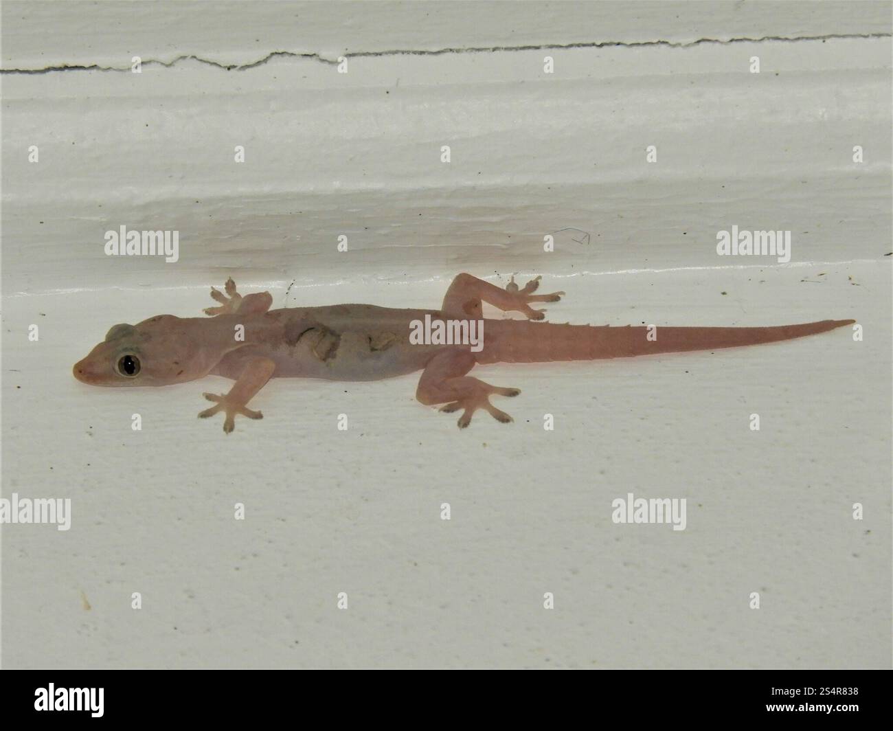 Asian House Gecko (Hemidactylus frenatus Stock Photo - Alamy