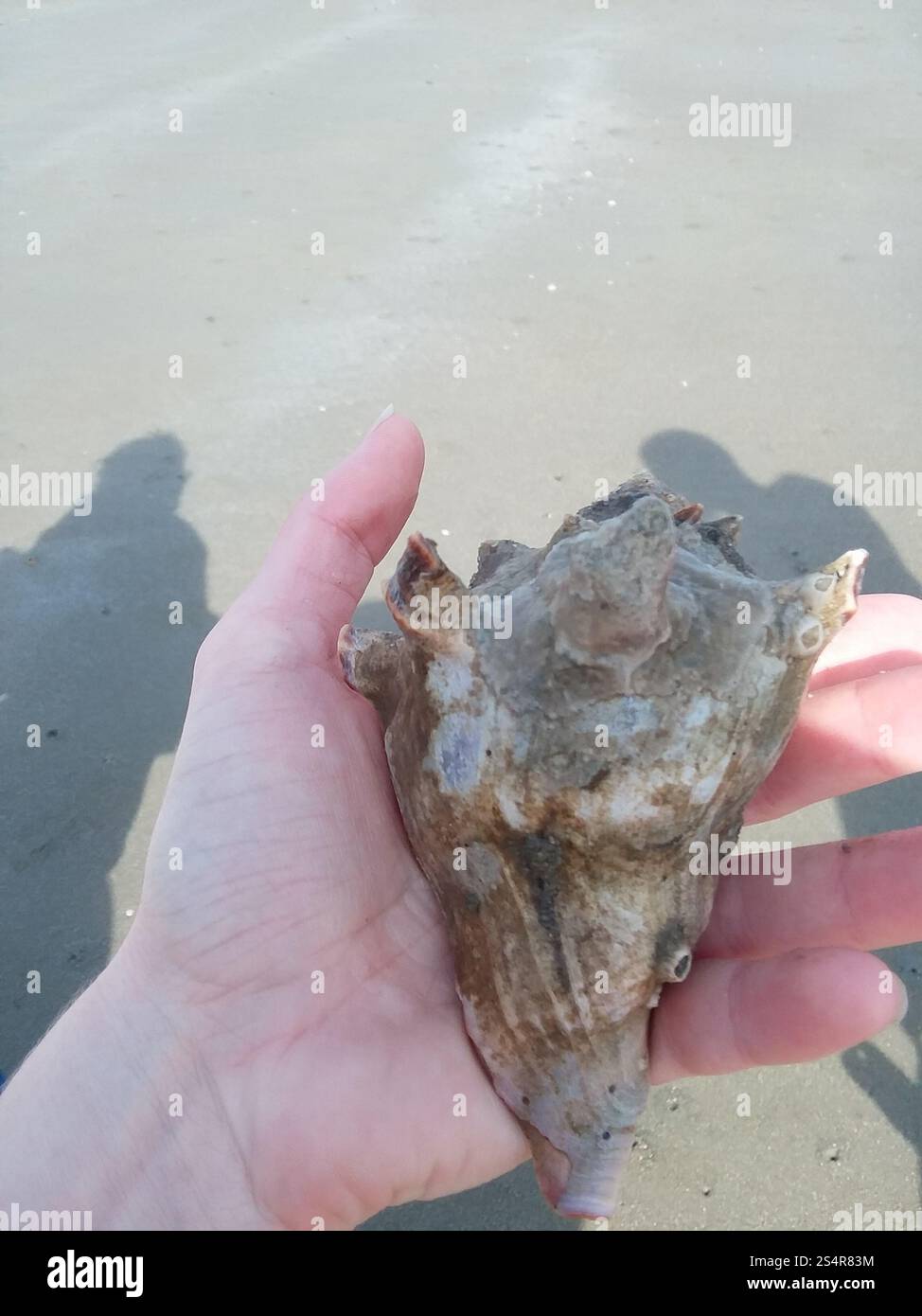 Knobbed Whelk (Busycon carica Stock Photo - Alamy