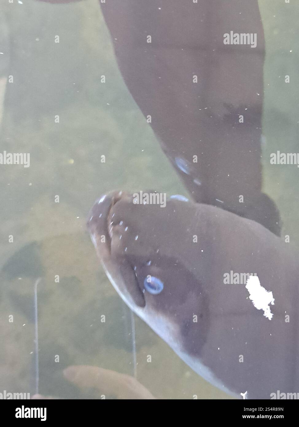 New Zealand Longfin Eel (Anguilla dieffenbachii Stock Photo - Alamy