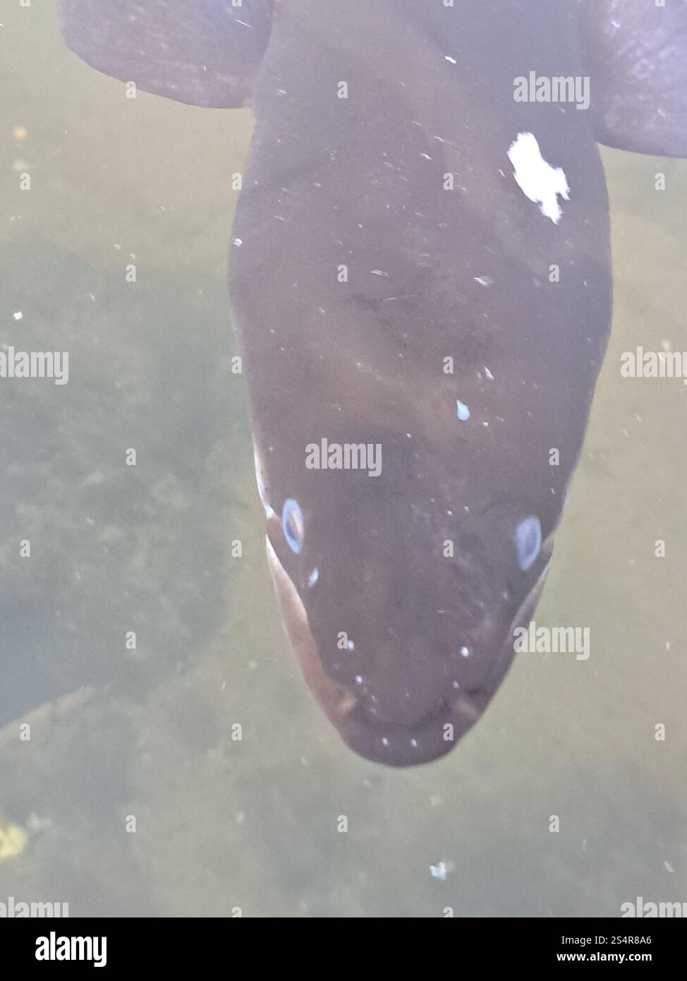 New Zealand Longfin Eel (Anguilla dieffenbachii Stock Photo - Alamy