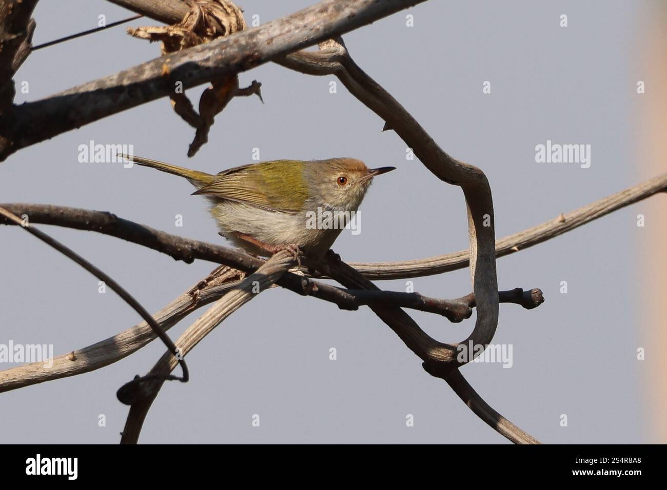Common Tailorbird (Orthotomus sutorius Stock Photo - Alamy