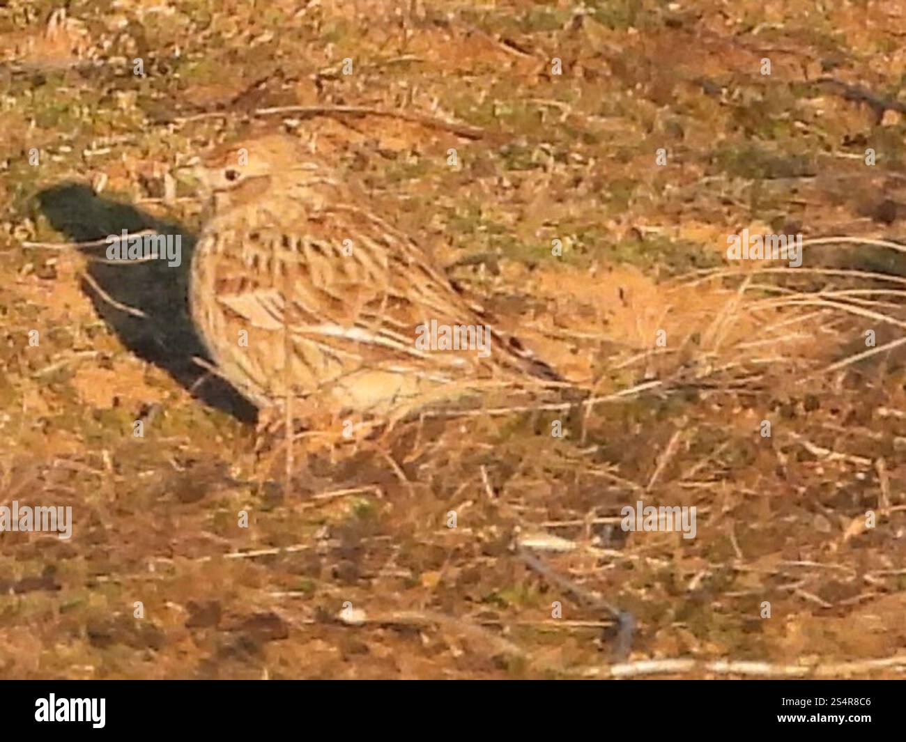 Alauda leucoptera hi-res stock photography and images - Alamy