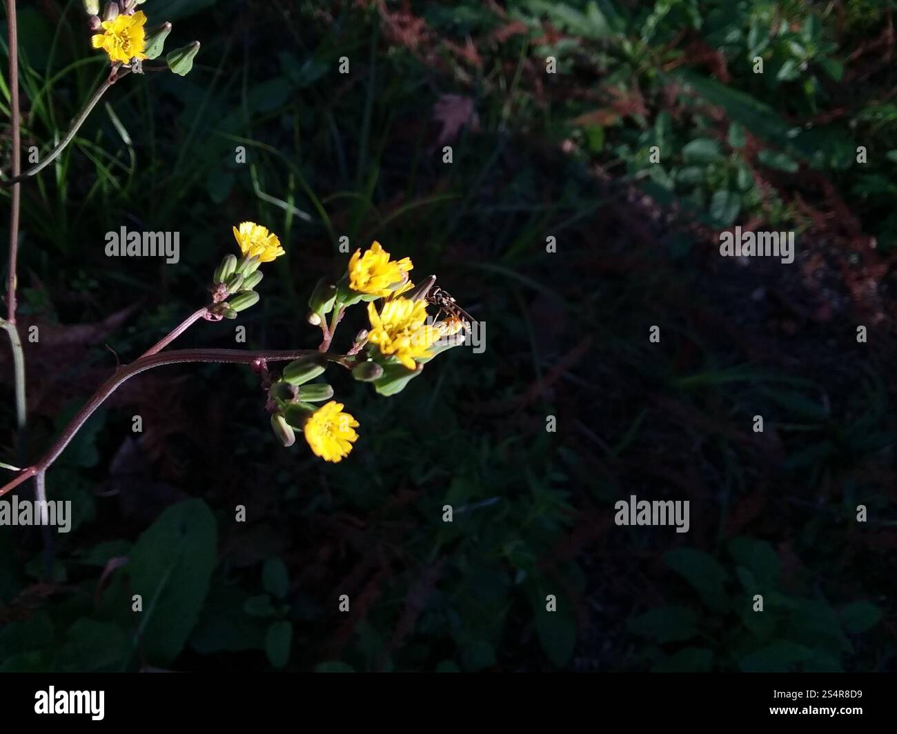 Oriental false hawksbeard (Youngia japonica Stock Photo - Alamy