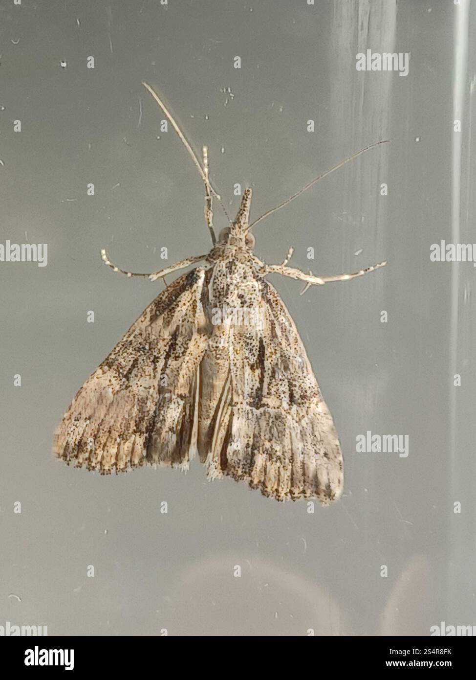 Green Cloverworm Moth (Hypena scabra Stock Photo - Alamy