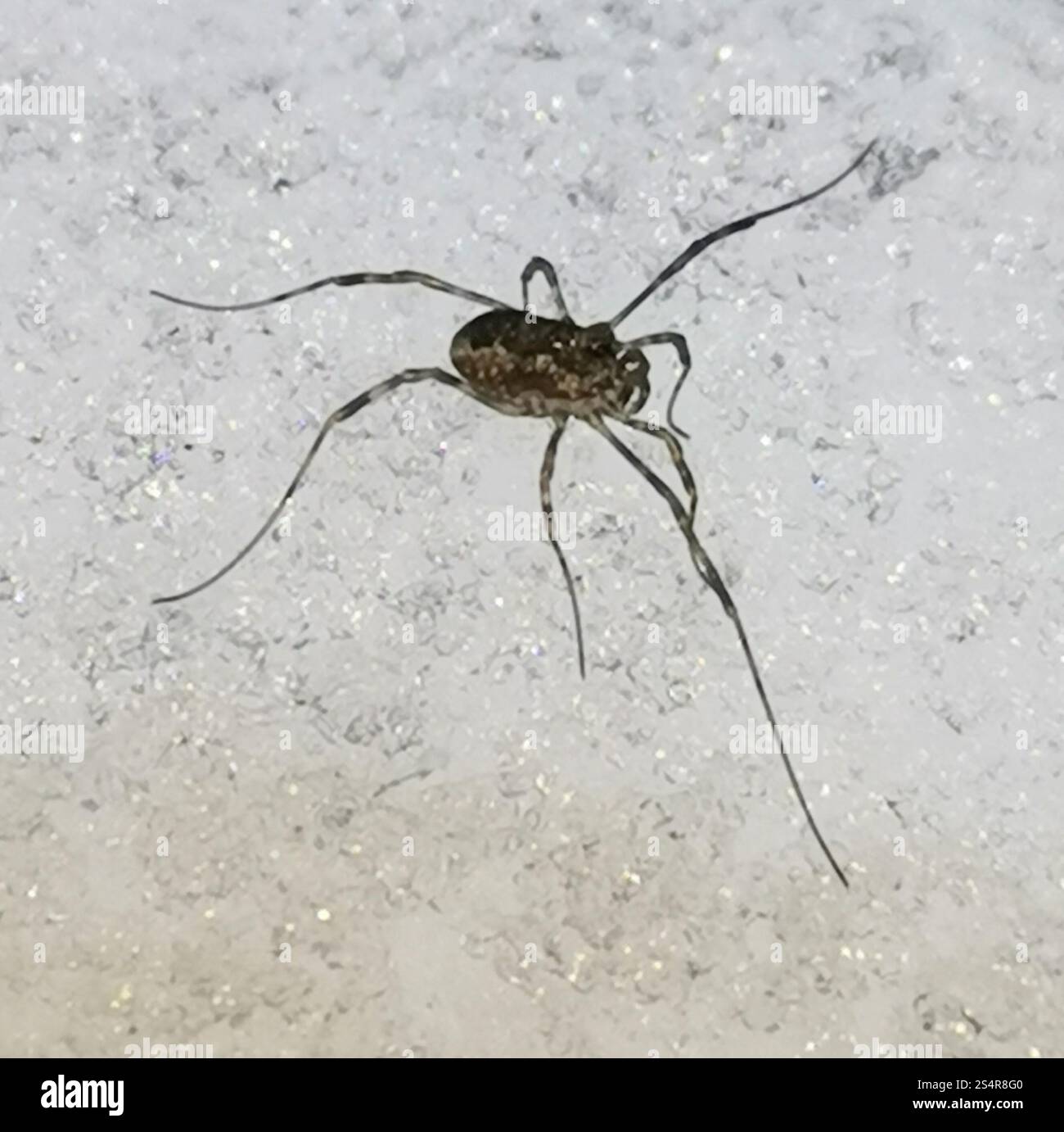 Spring Harvestman (Rilaena triangularis Stock Photo - Alamy