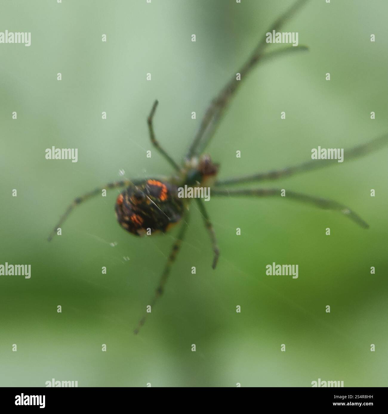 Orchard Spiders and Allies (Leucauge Stock Photo - Alamy