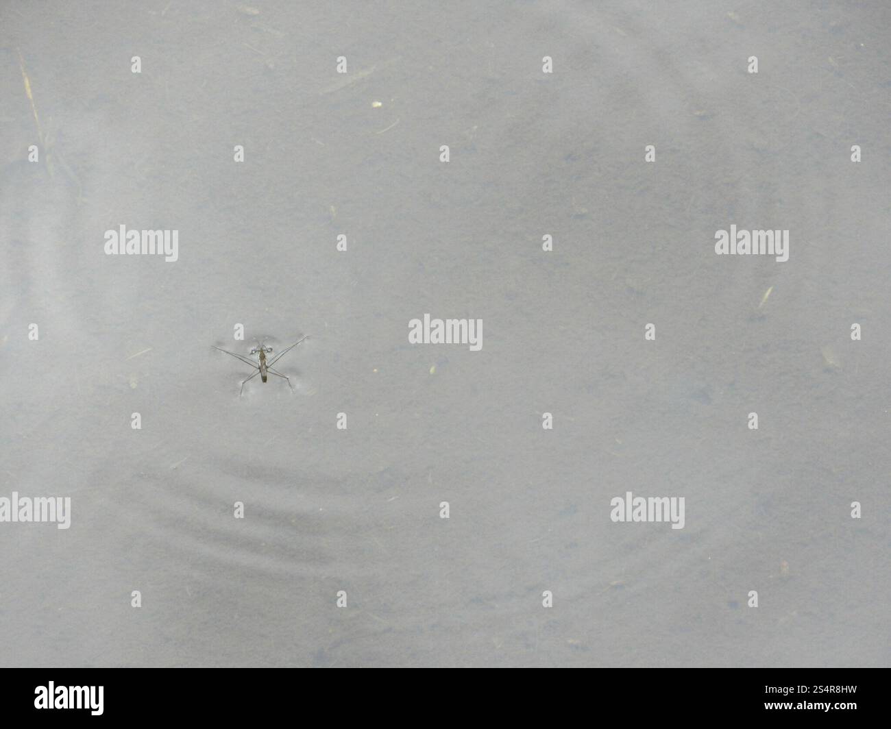 Gerris swakopensis hi-res stock photography and images - Alamy