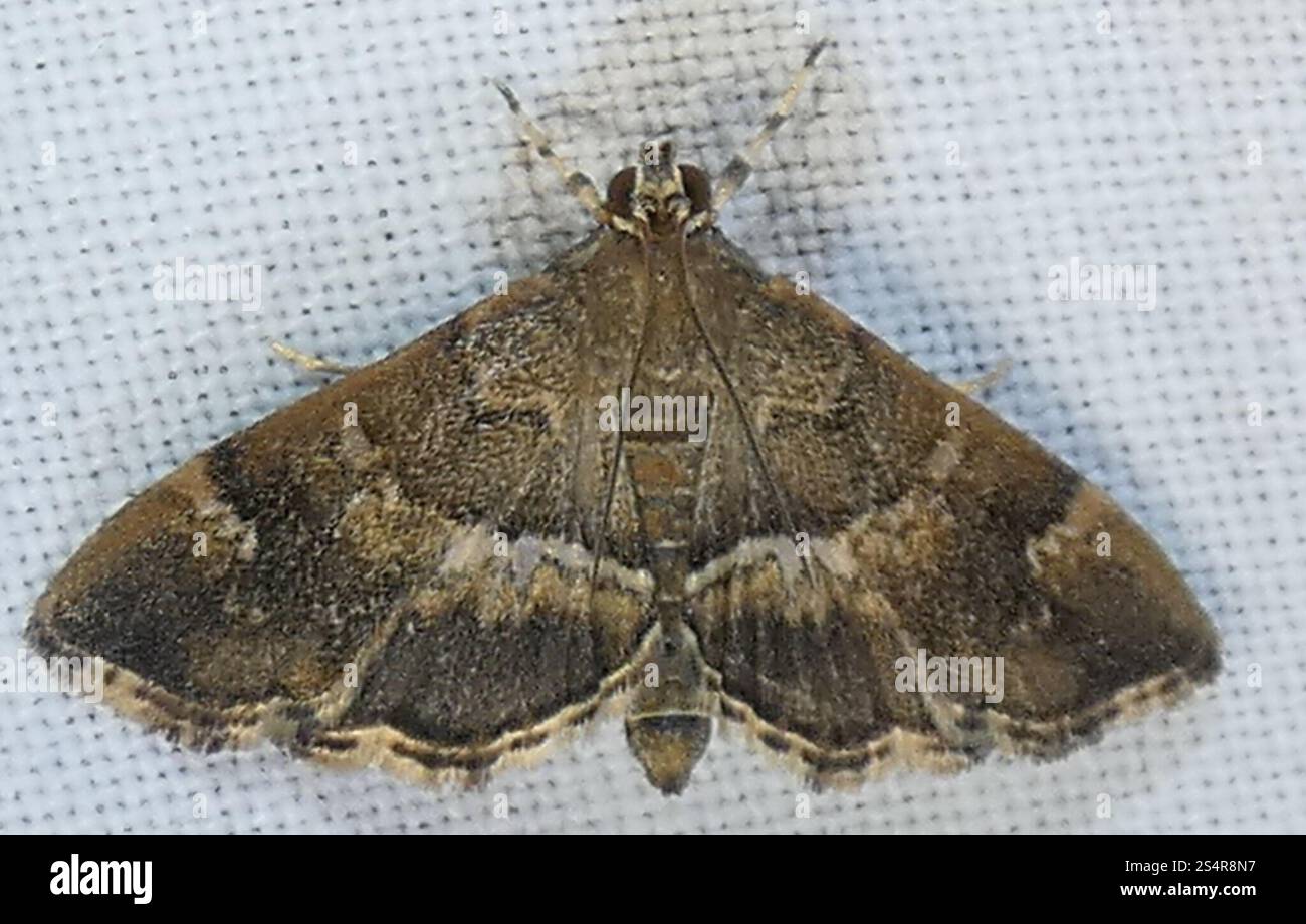 Spotted Beet Webworm Moth (Hymenia perspectalis Stock Photo - Alamy