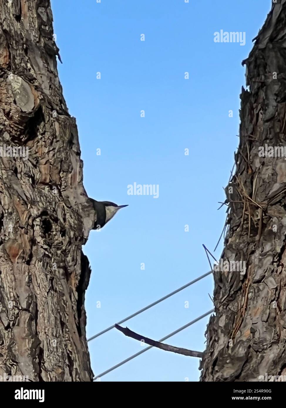 Pygmy Nuthatch (Sitta pygmaea Stock Photo - Alamy