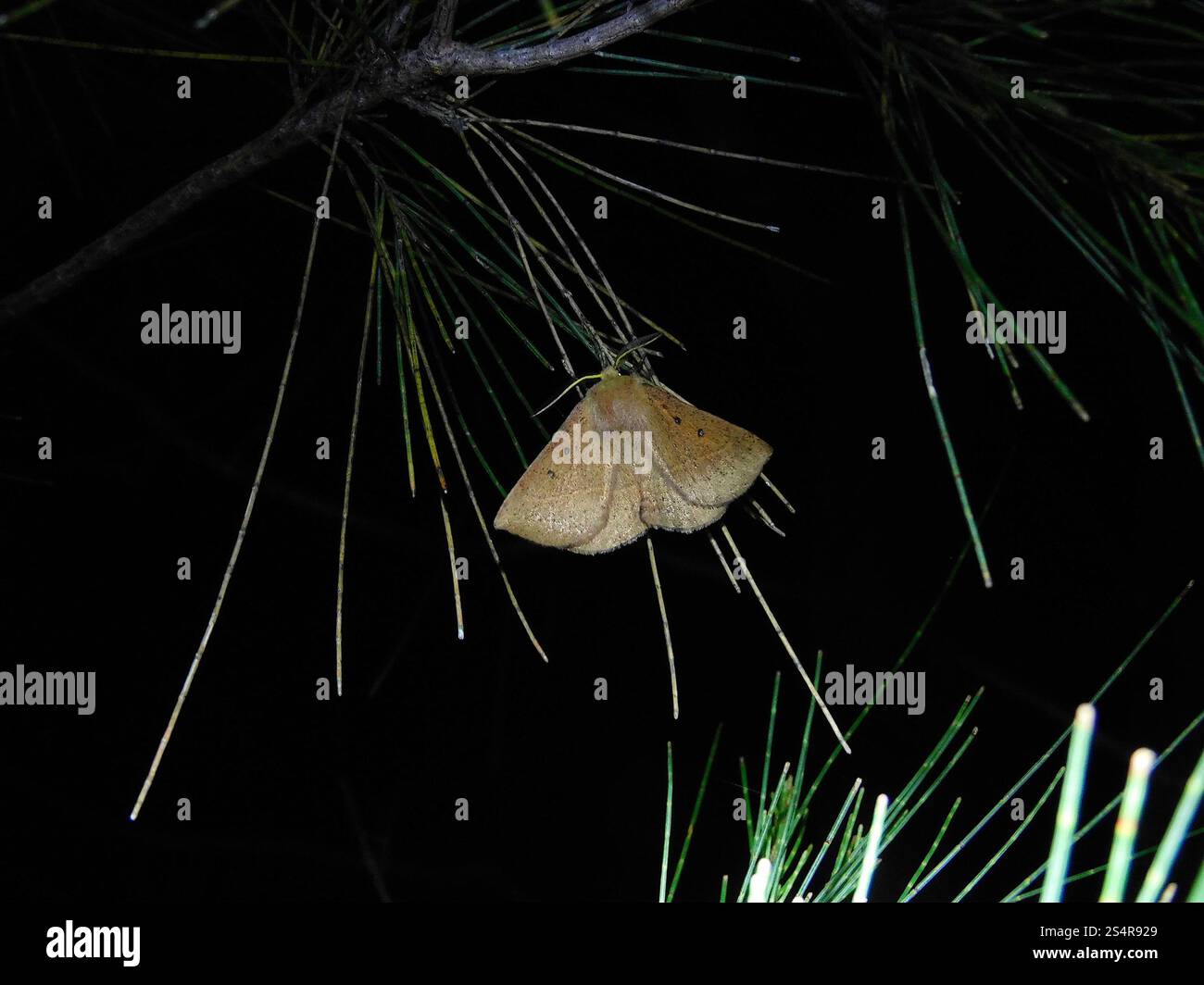 Common Anthelid Moth (Anthela acuta Stock Photo - Alamy