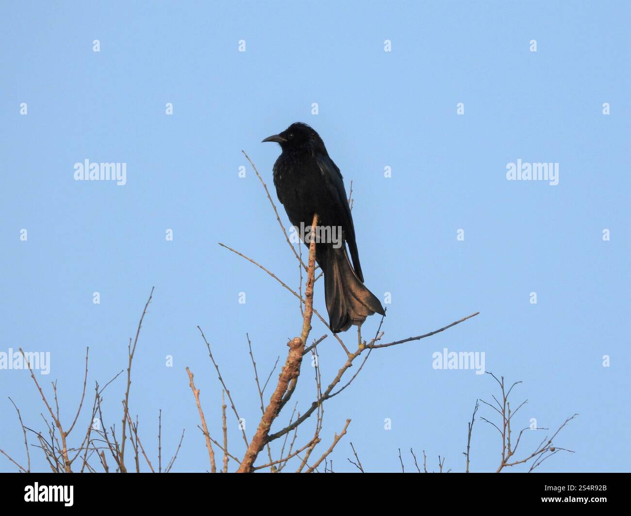 Hair-crested Drongo (Dicrurus hottentottus Stock Photo - Alamy