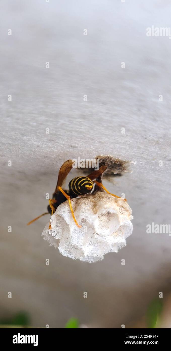 Asian Paper Wasp (Polistes chinensis Stock Photo - Alamy