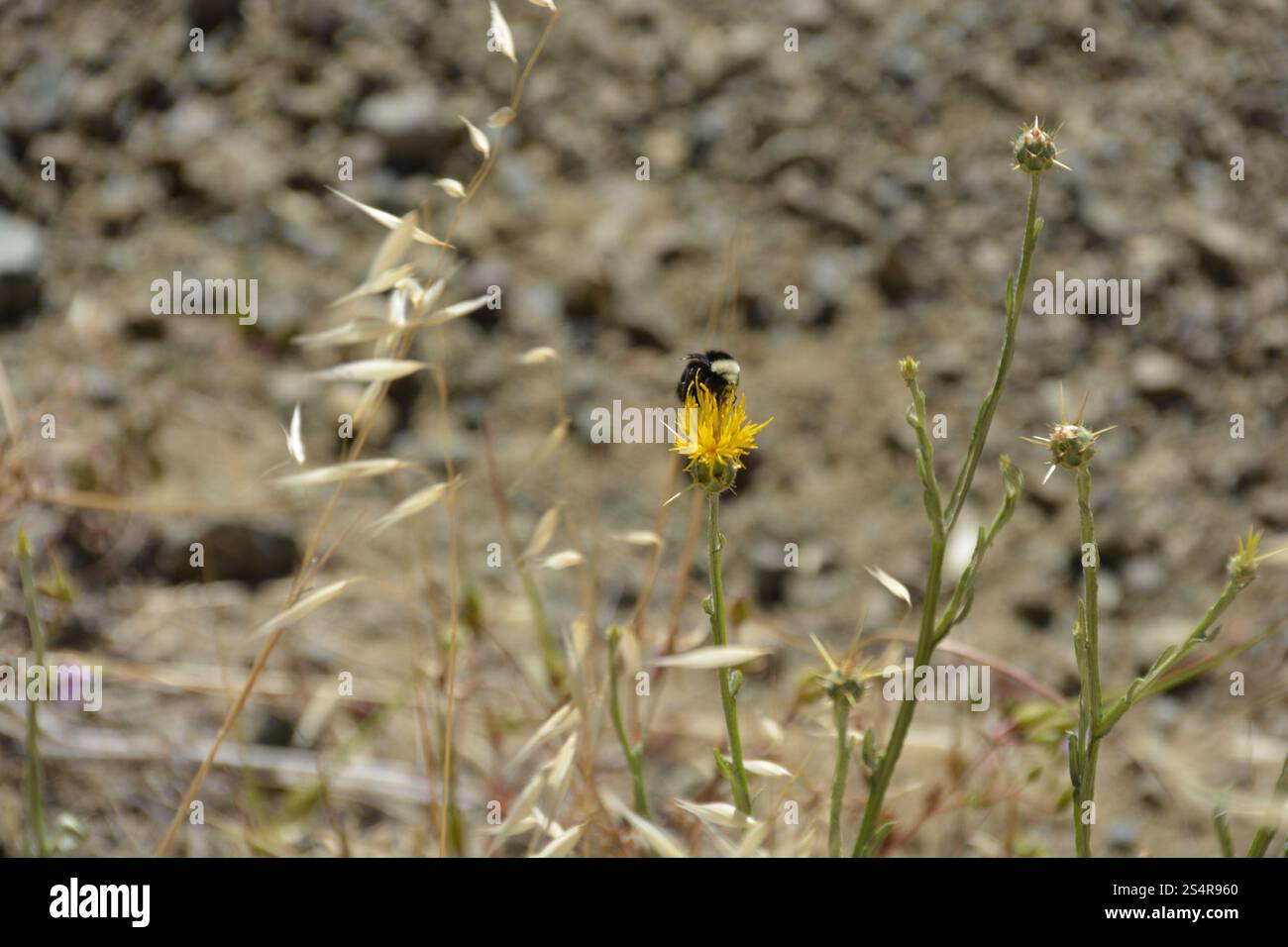 Yellow-faced Bumble Bee (Bombus vosnesenskii Stock Photo - Alamy