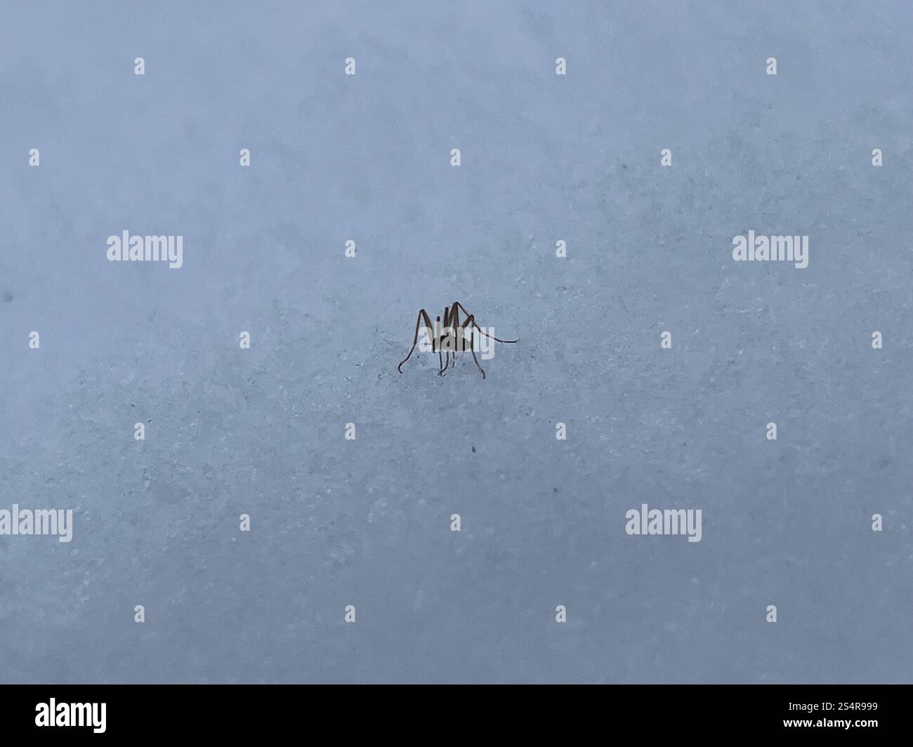 Snow Flies (Chionea Stock Photo - Alamy